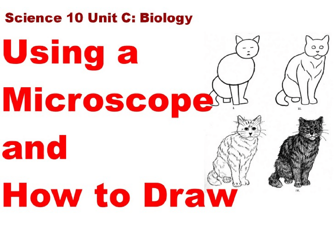 Magnification and Microscopes Grade 10 Science Biology | Slides Biology ...