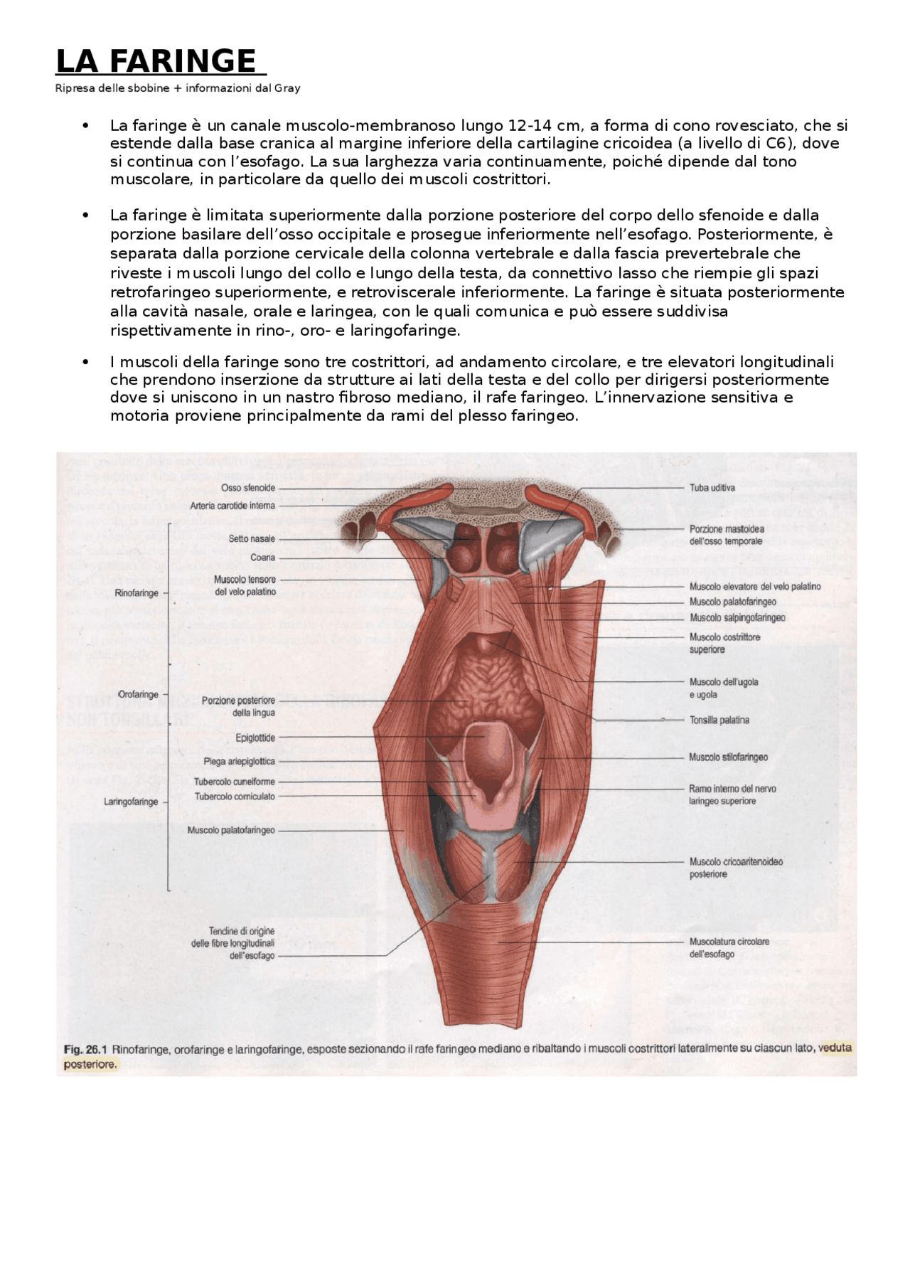 Anatomia Della Faringe