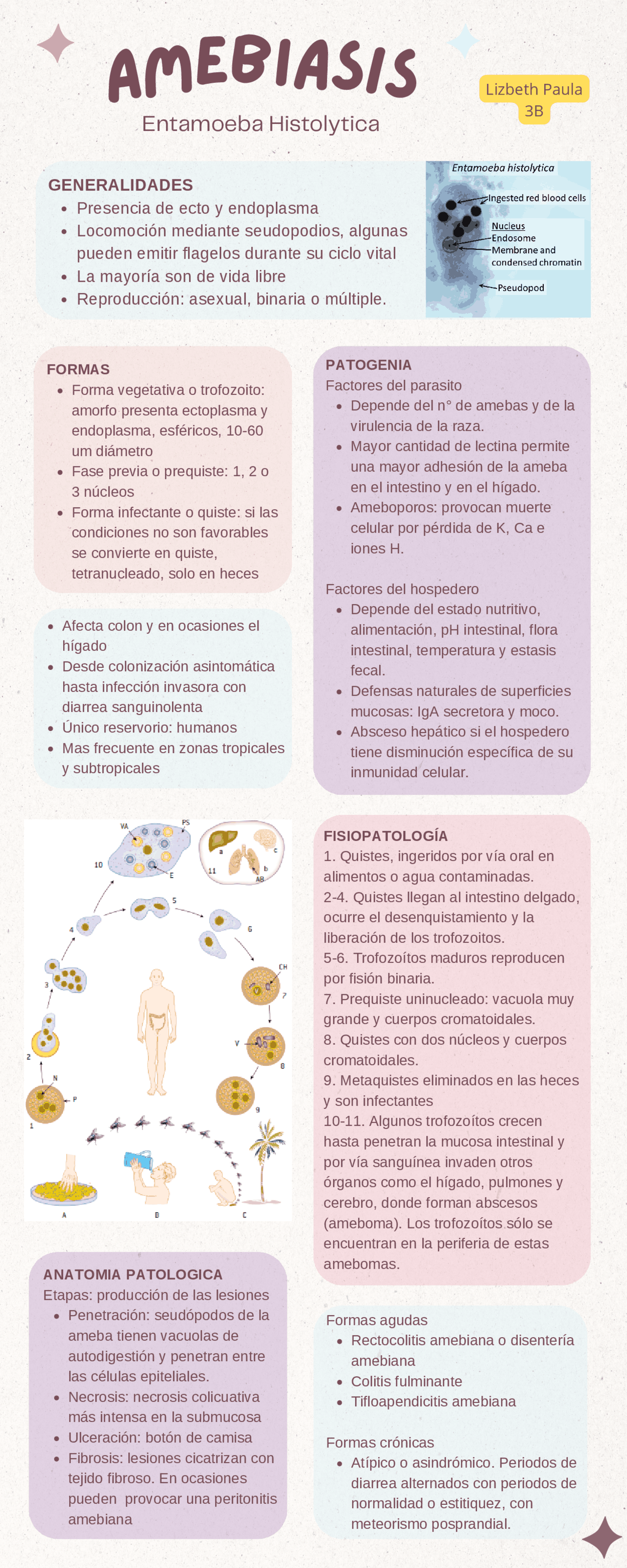 Amebiasis - Entamoeba Histolytica | Esquemas y mapas conceptuales de ...