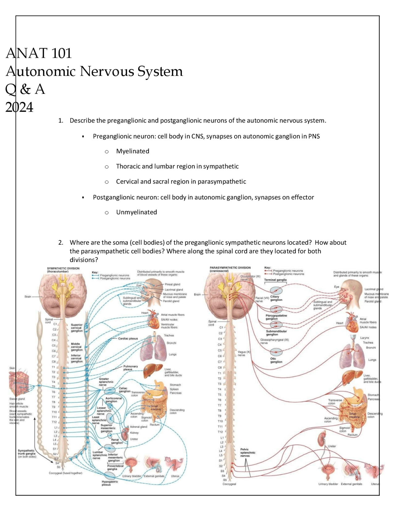 ANAT 101 AUTONOMIC NERVOUS SYSTEM STUDY GUIDE Q & A 2024 | Exams ...