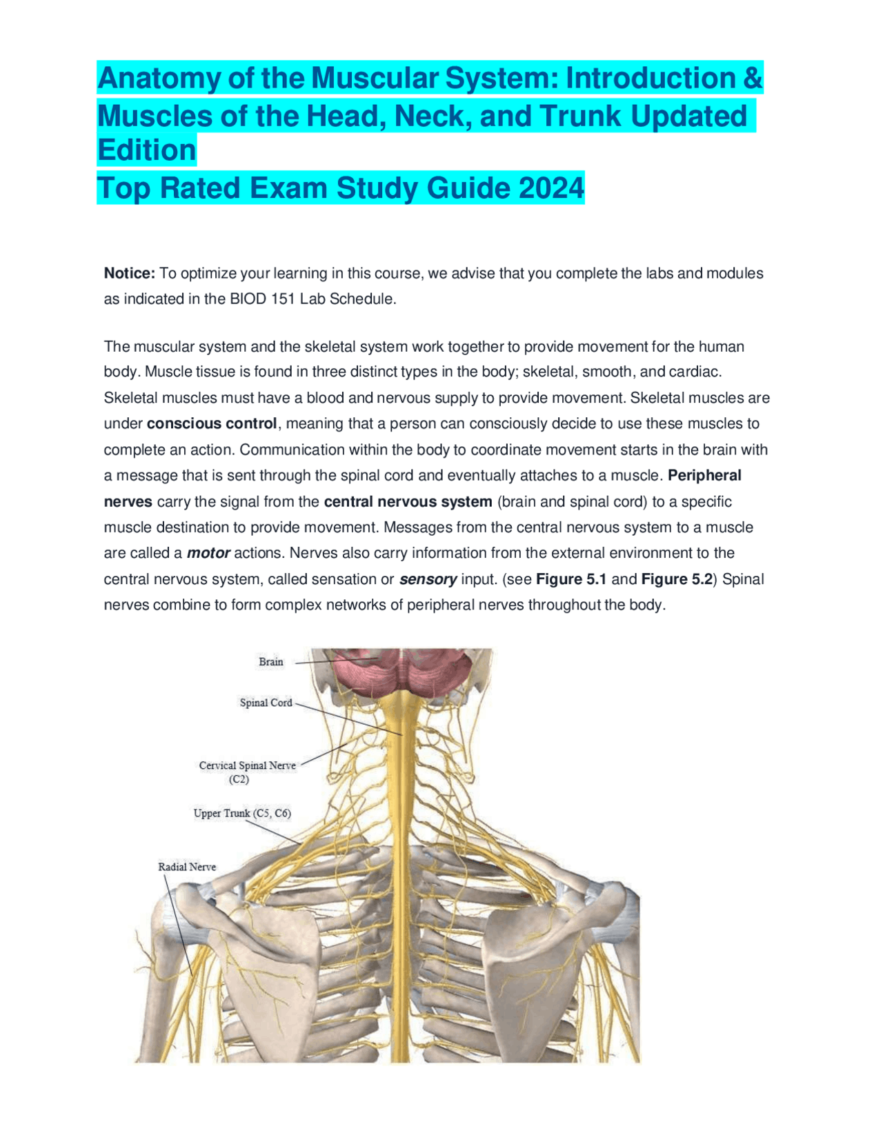 Muscles of the Head, Neck, and Trunk: Origin, Insertion, Action, and ...