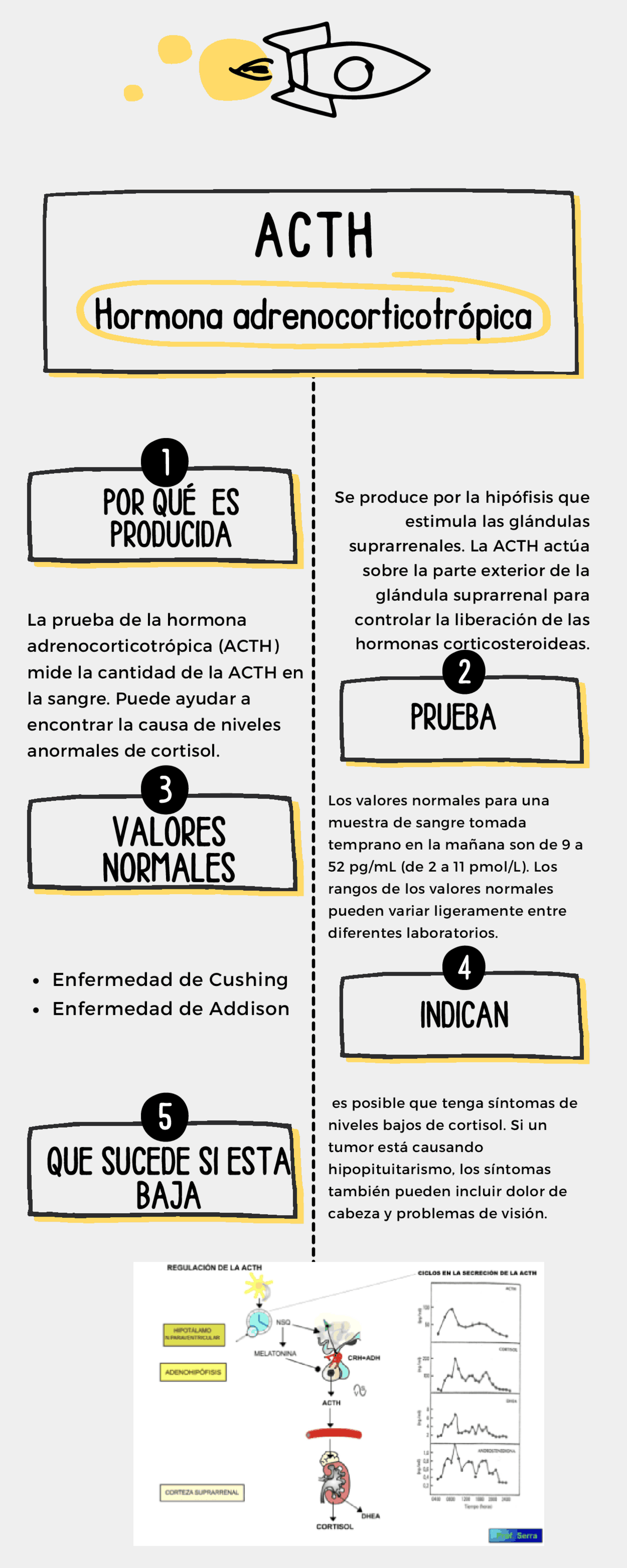 Qué es la prueba de hormona adrenocorticotrópica (ACTH)? mide el nivel ...
