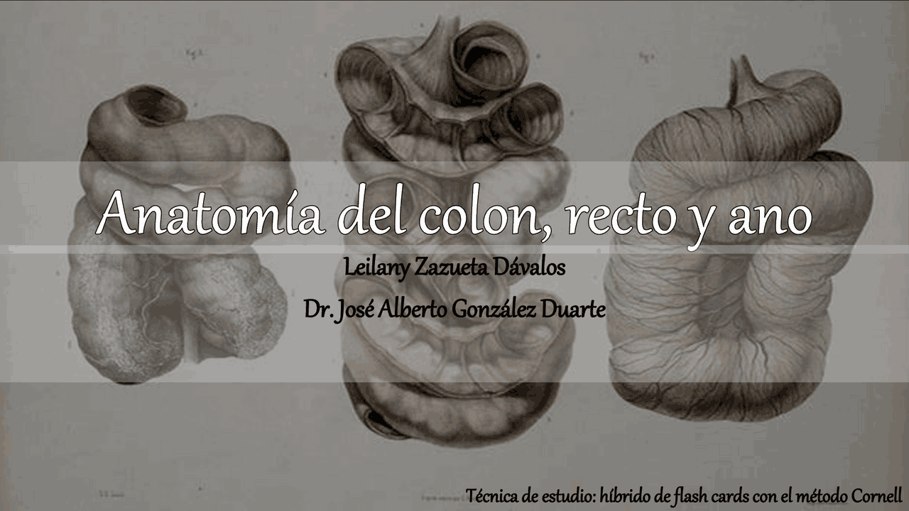 Anatomía del colon, recto y ano | Diapositivas de Anatomía | Docsity
