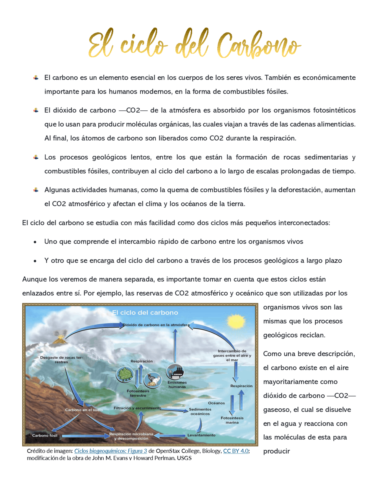 Hoja De Trabajo De Comprensión Del Ciclo Del Carbono: Respuestas