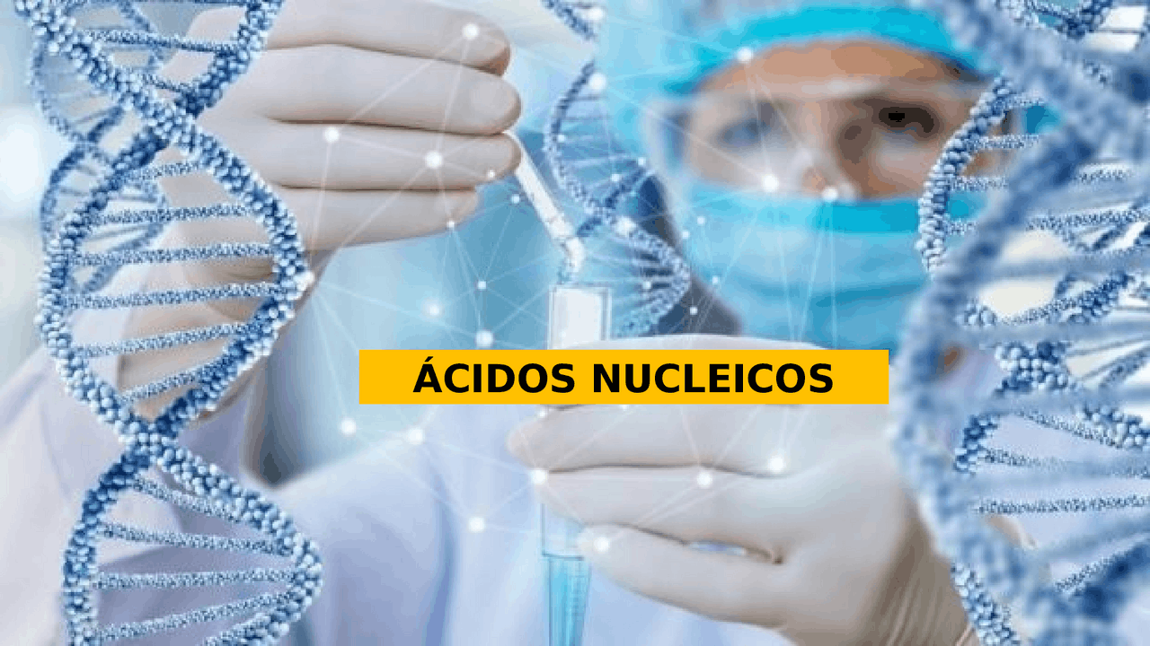 CEPREU Ácidos Nucleicos | Diapositivas de Bioquímica Médica | Docsity