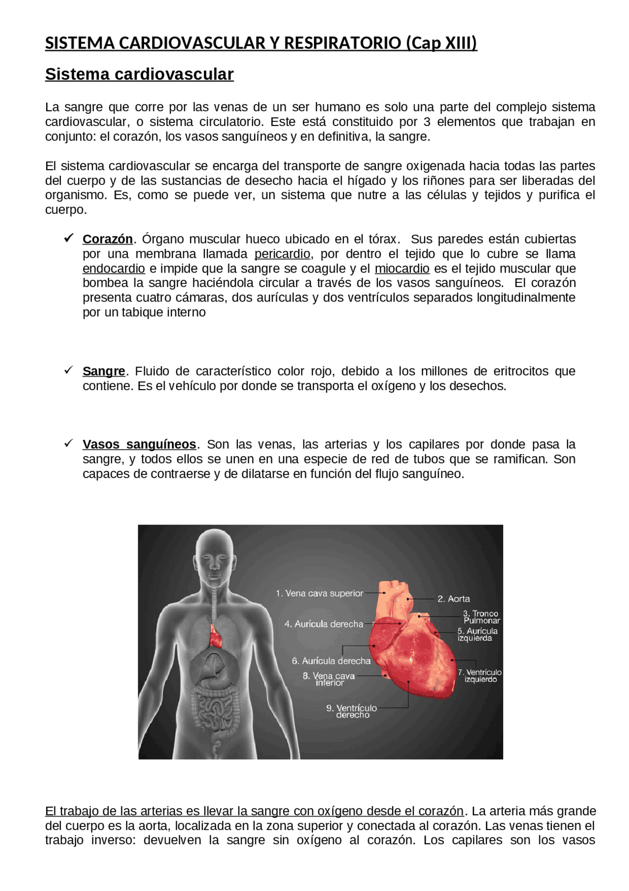 Sistema cardiorespiratorio | Resúmenes de Biología | Docsity