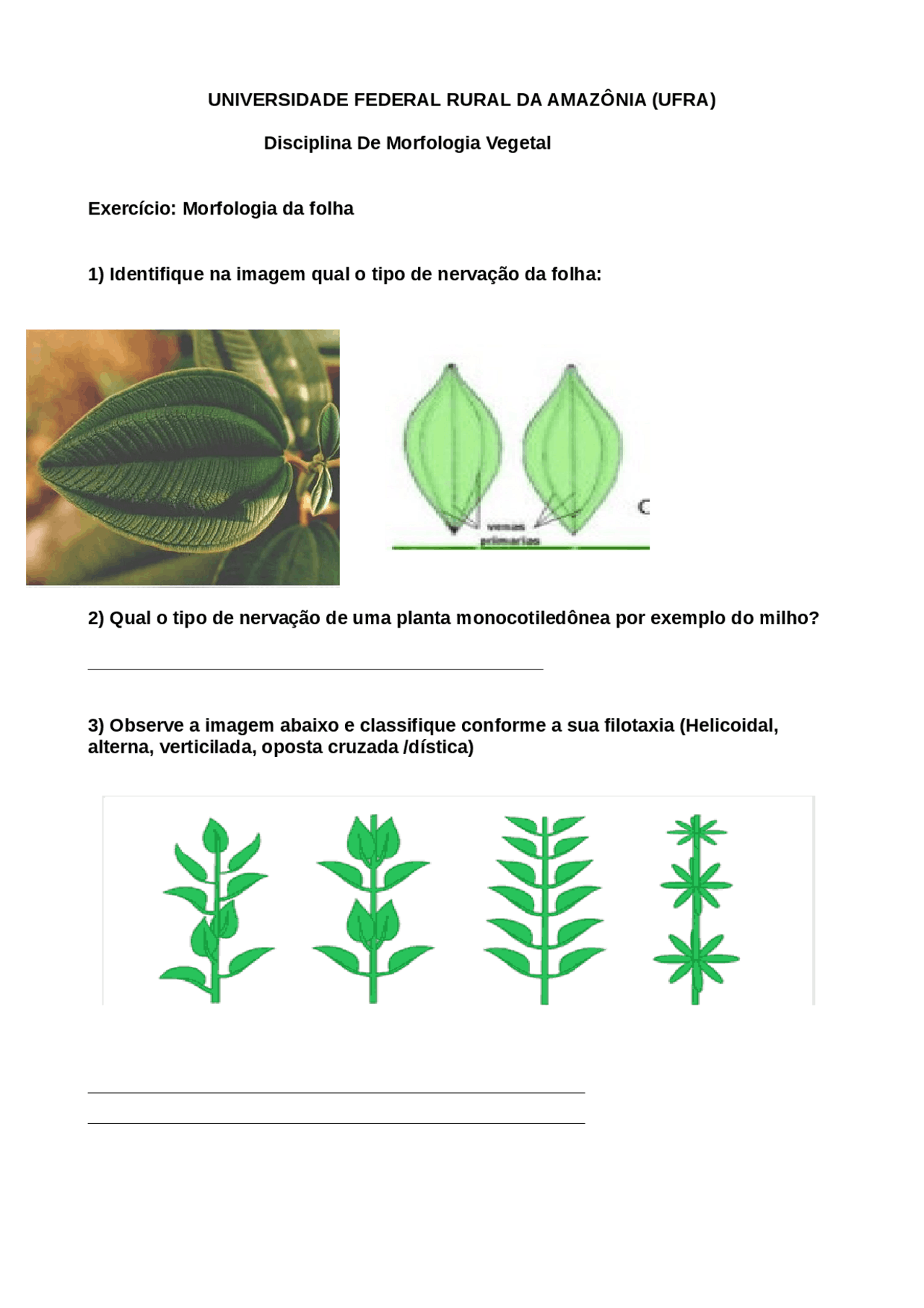 Morfologia interna do caule, Notas de aula Morfologia das Plantas ...