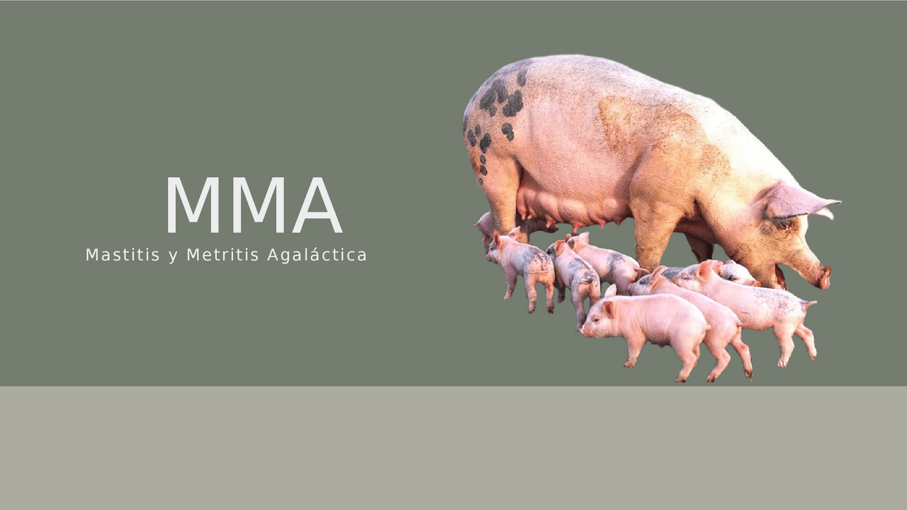 Mastitis y Metritis Agaláctica en Cerdos: Causas, Síntomas y ...