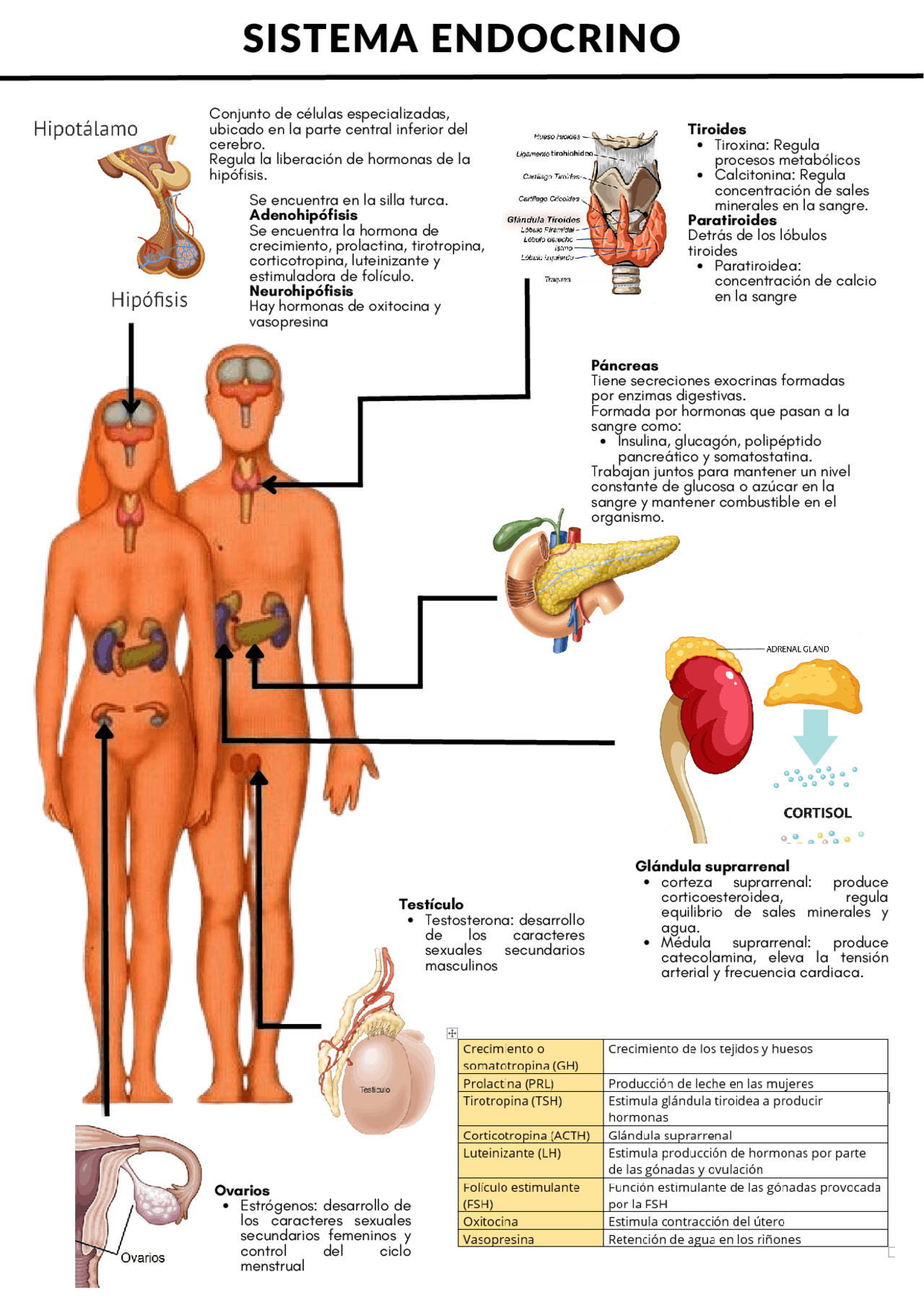 Mapa Mental De Generalidades Del Sistema Endocrino Docsity