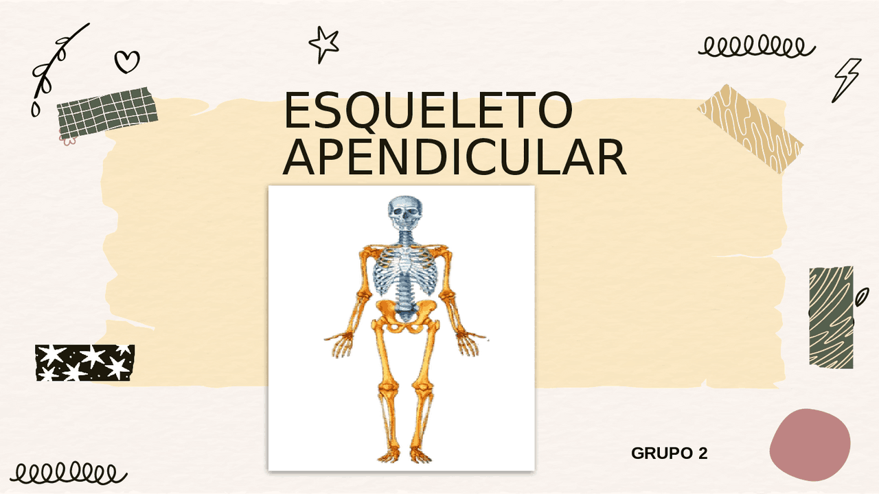 Anatomía Del Esqueleto Apendicular