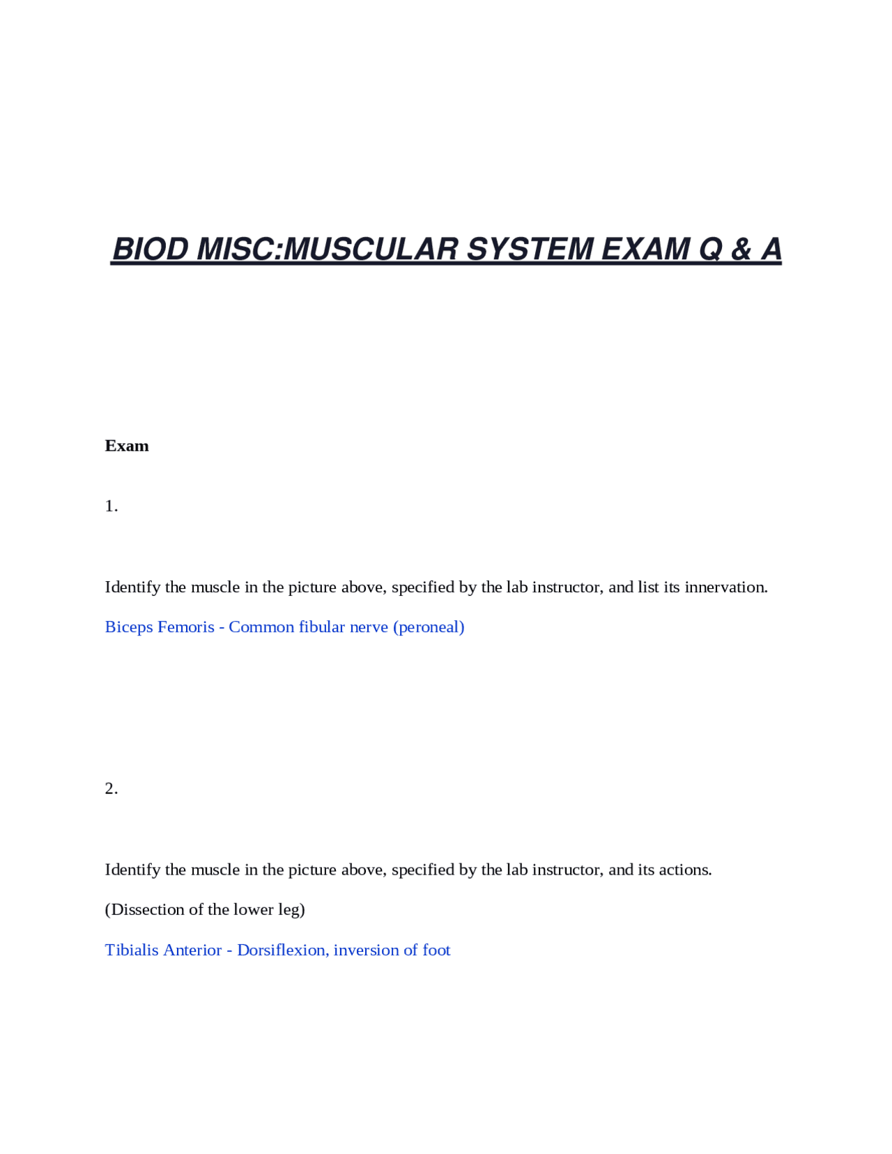 Muscular System Exam Q&A: Identifying Muscles and Their Innervations ...