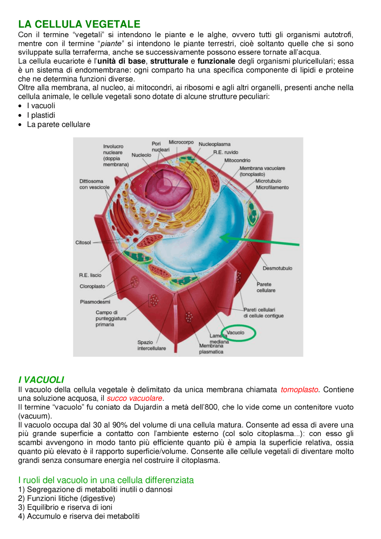 Diagramma Della Cellula Floematica Poster Di Cellule Specializzate