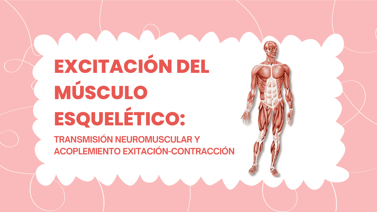 Excitación del musculo esquelético | Diapositivas de Fisiología Humana ...
