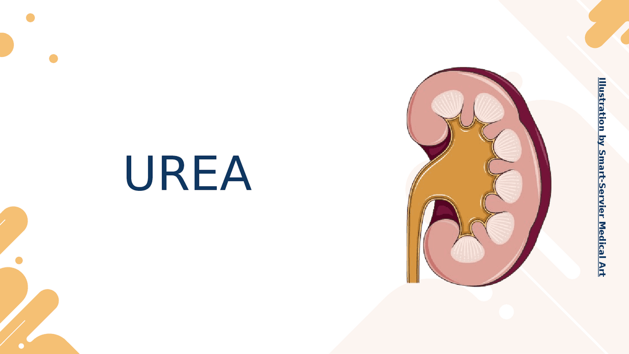Importancia de la urea | Diapositivas de Química | Docsity