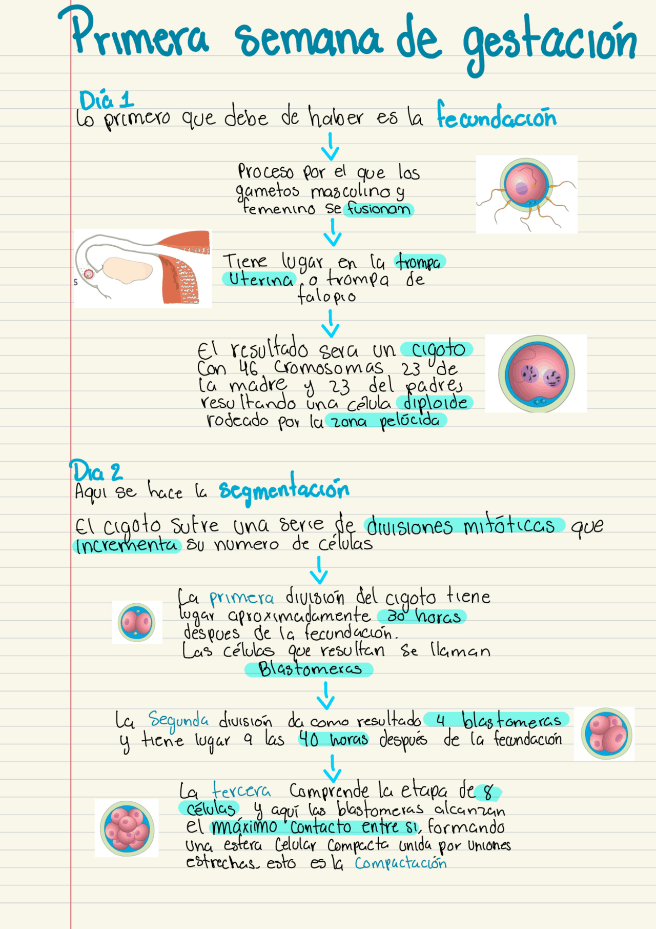 Primera semana de gestación | Apuntes de Embriología | Docsity