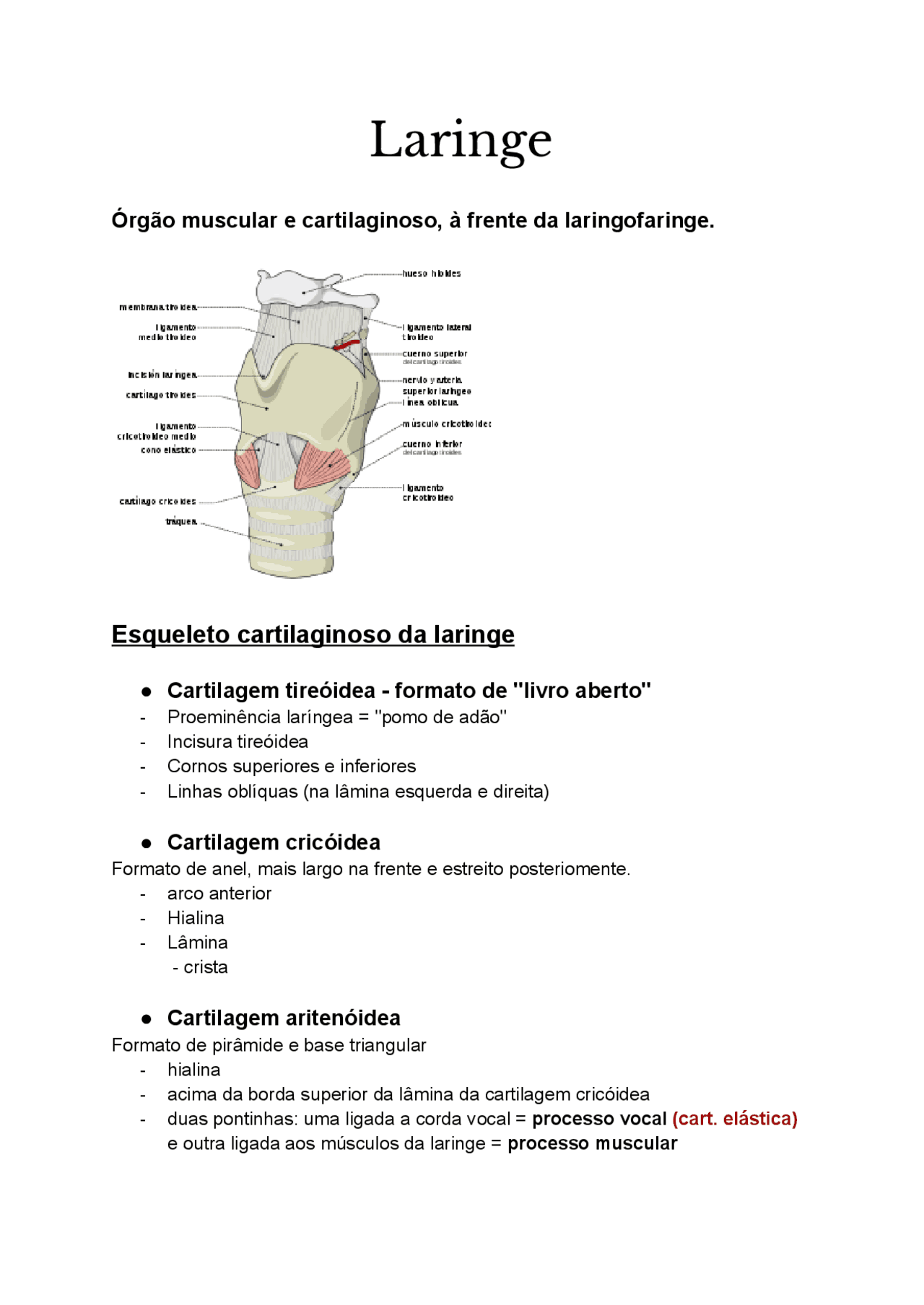 Anatomia da Laringe: Descrição do Esqueleto e Articulações | Notas de ...