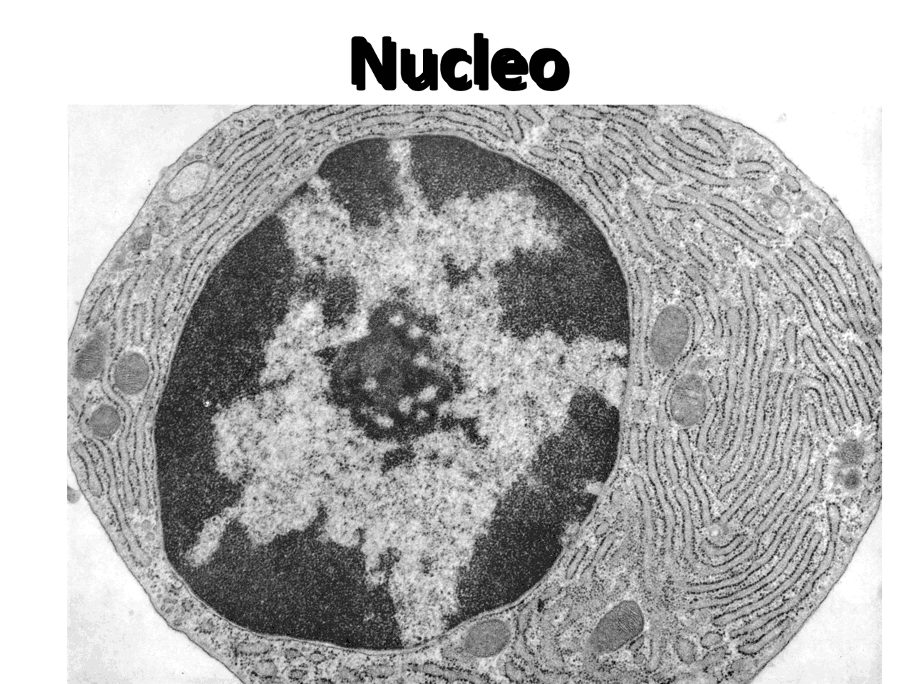 Struttura e funzioni del nucleo cellulare | Schemi e mappe concettuali ...