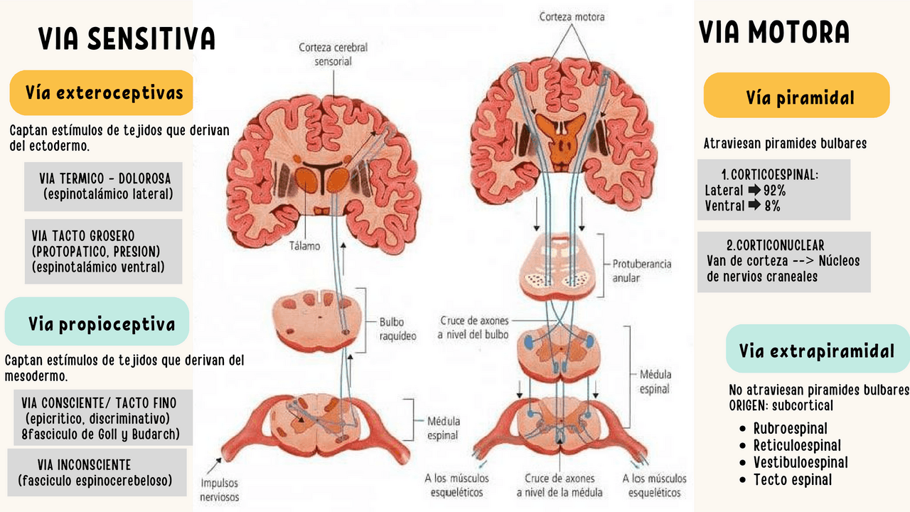 Vías sensoriales y motoras del sistema nervioso | Esquemas y mapas ...
