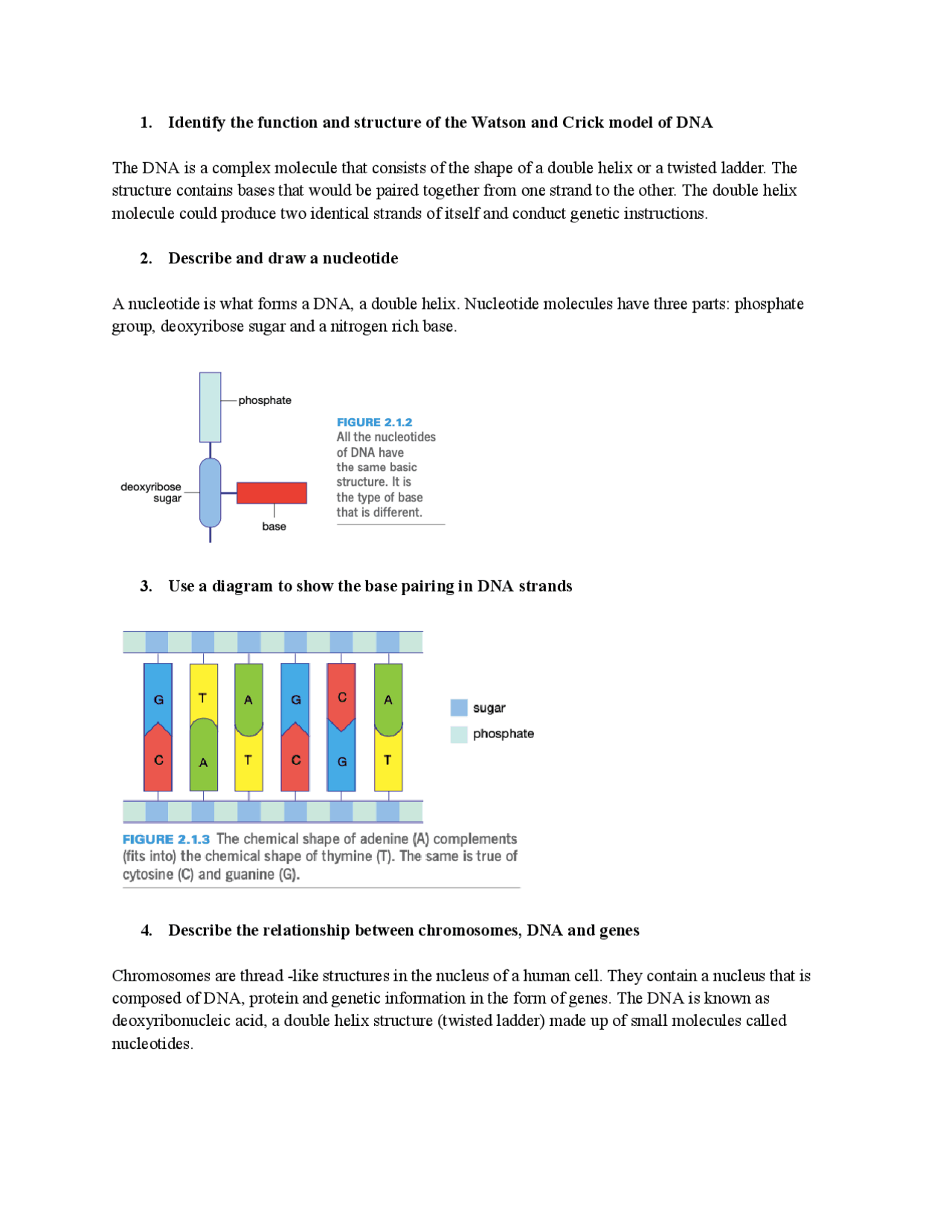 Understanding DNA Structure, Replication, and Genetics | Study notes ...