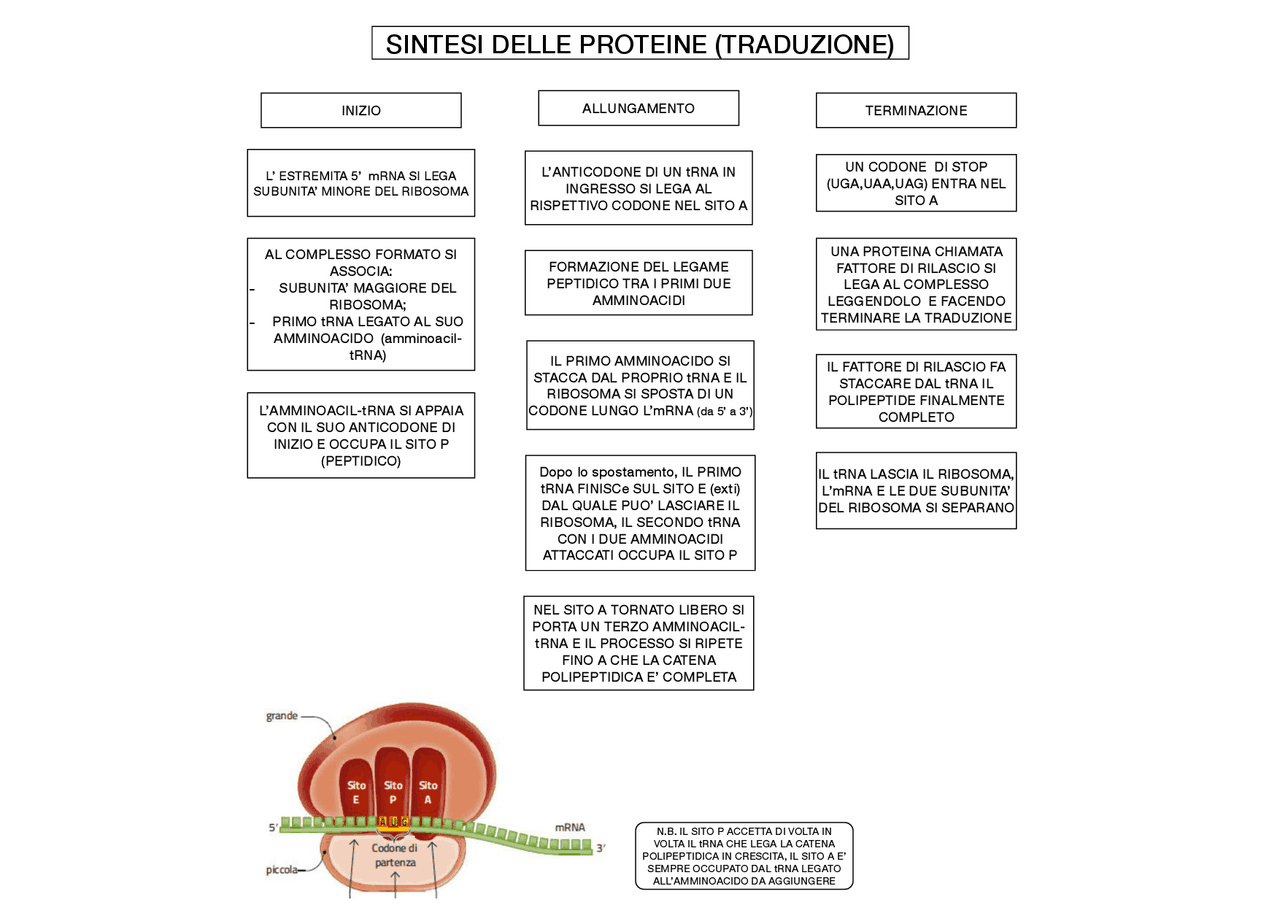 traduzione delle proteine | Schemi e mappe concettuali di Biologia | Docsity