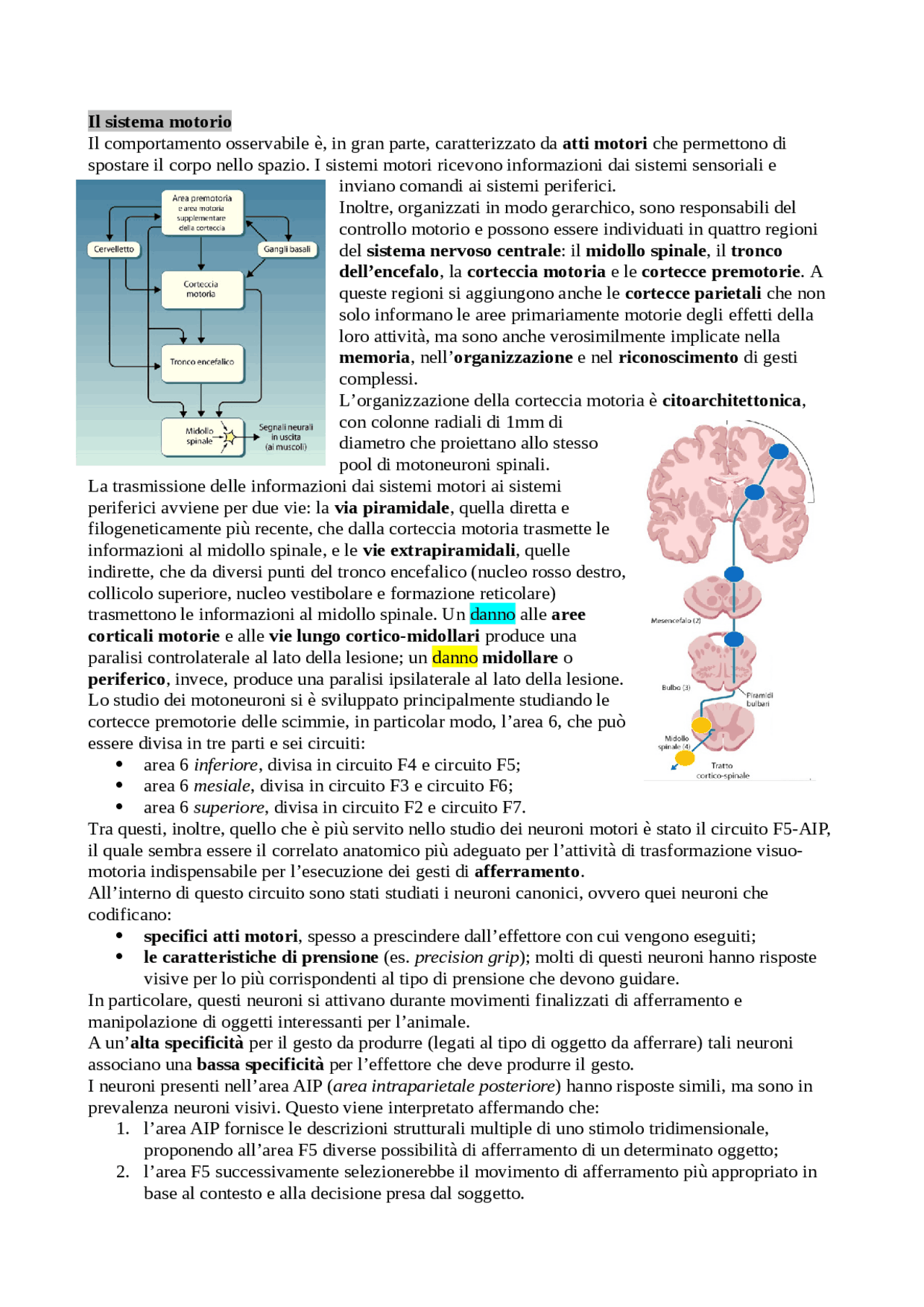 Organizzazione e funzionamento dei neuroni motori: neuroni canonici e ...