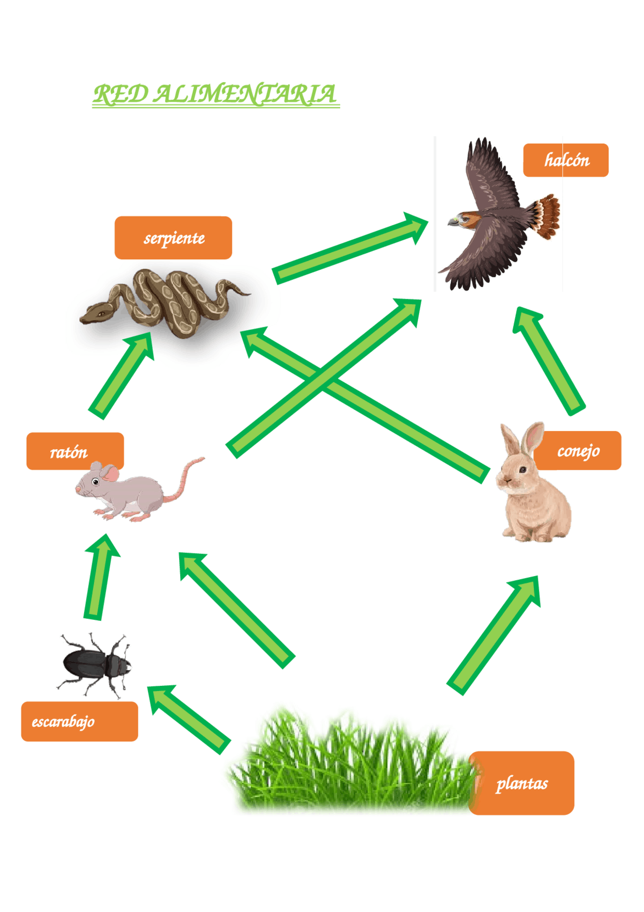 Proyecto De Ecosistema De Red Alimentaria Diagrama De La Red