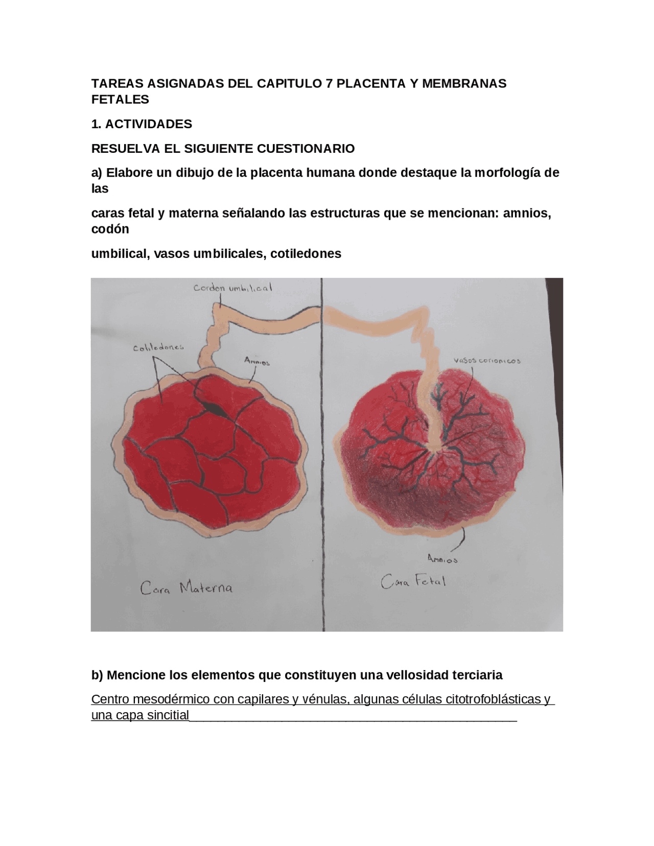 Anatomía De La Placenta Humana