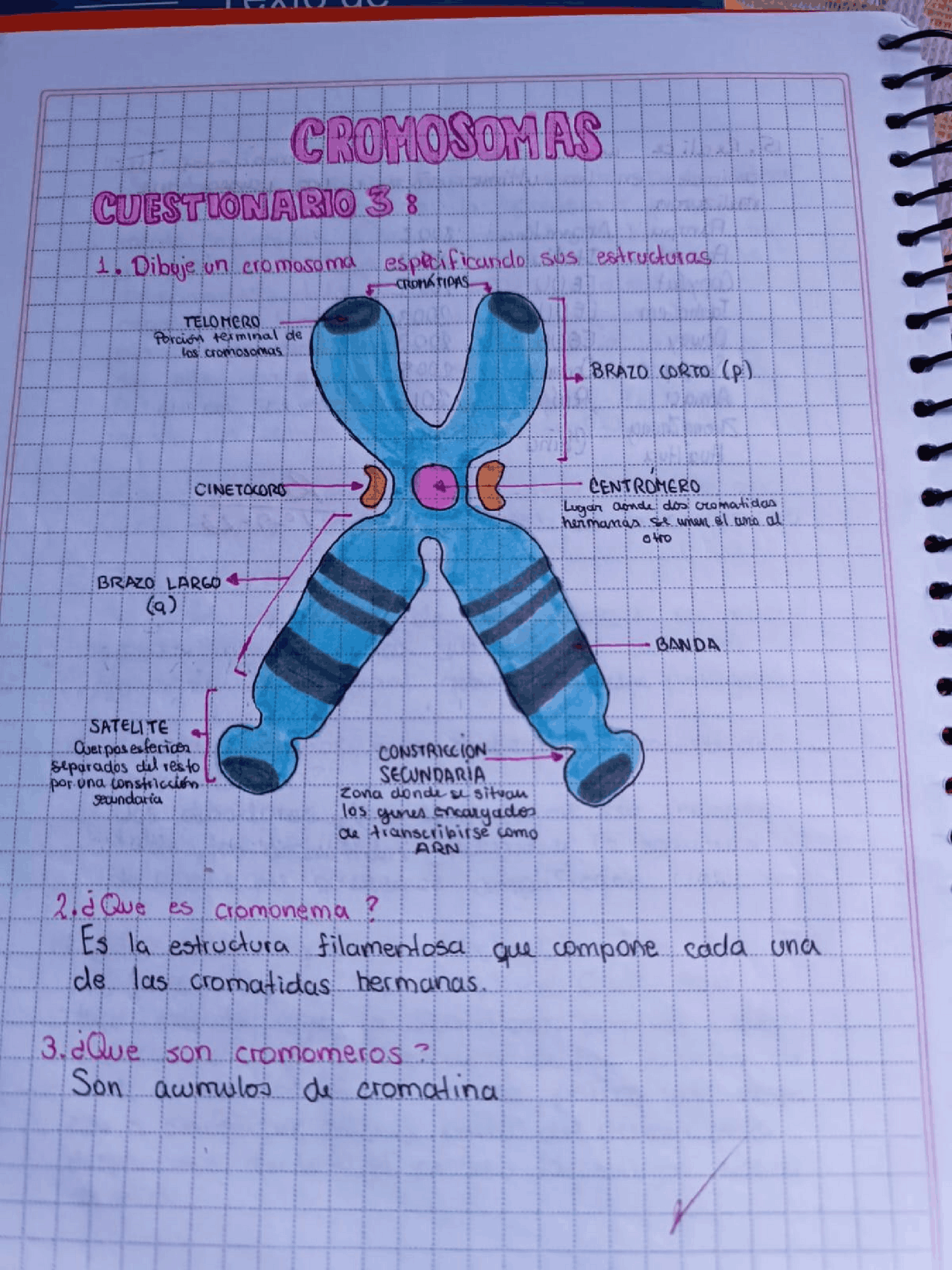 dibujo de cromosoma y sus partes | Apuntes de Biología | Docsity
