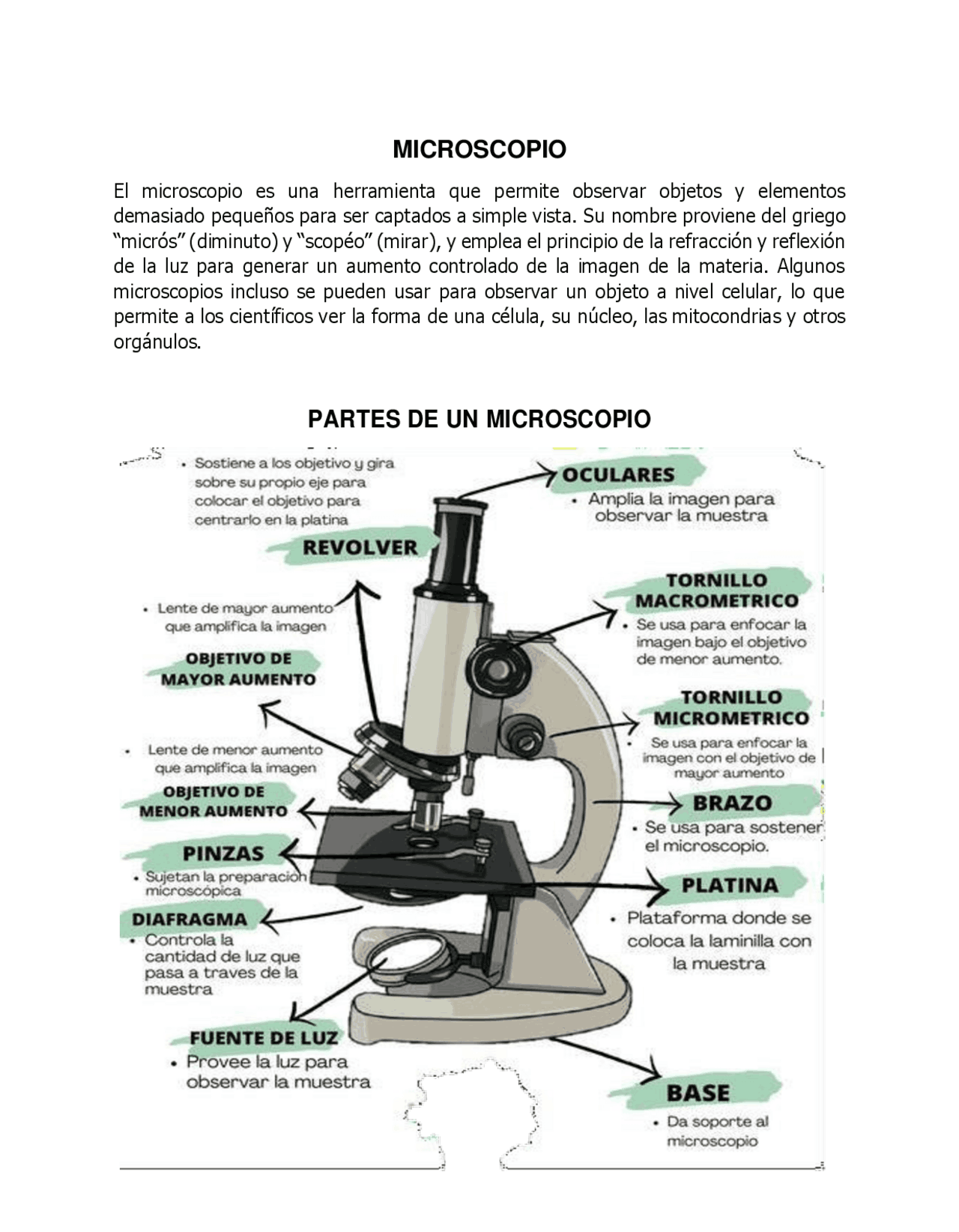 Cuestionario Sobre Las Partes Del Microscopio Compuesto Importancia De