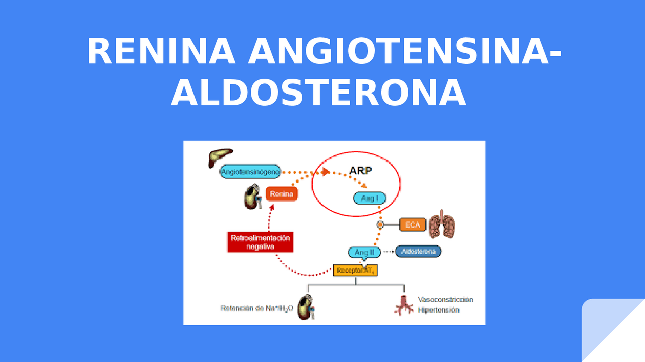 Sistema que Regula tu Presión Arterial! La Renina-Angiotensina en ...