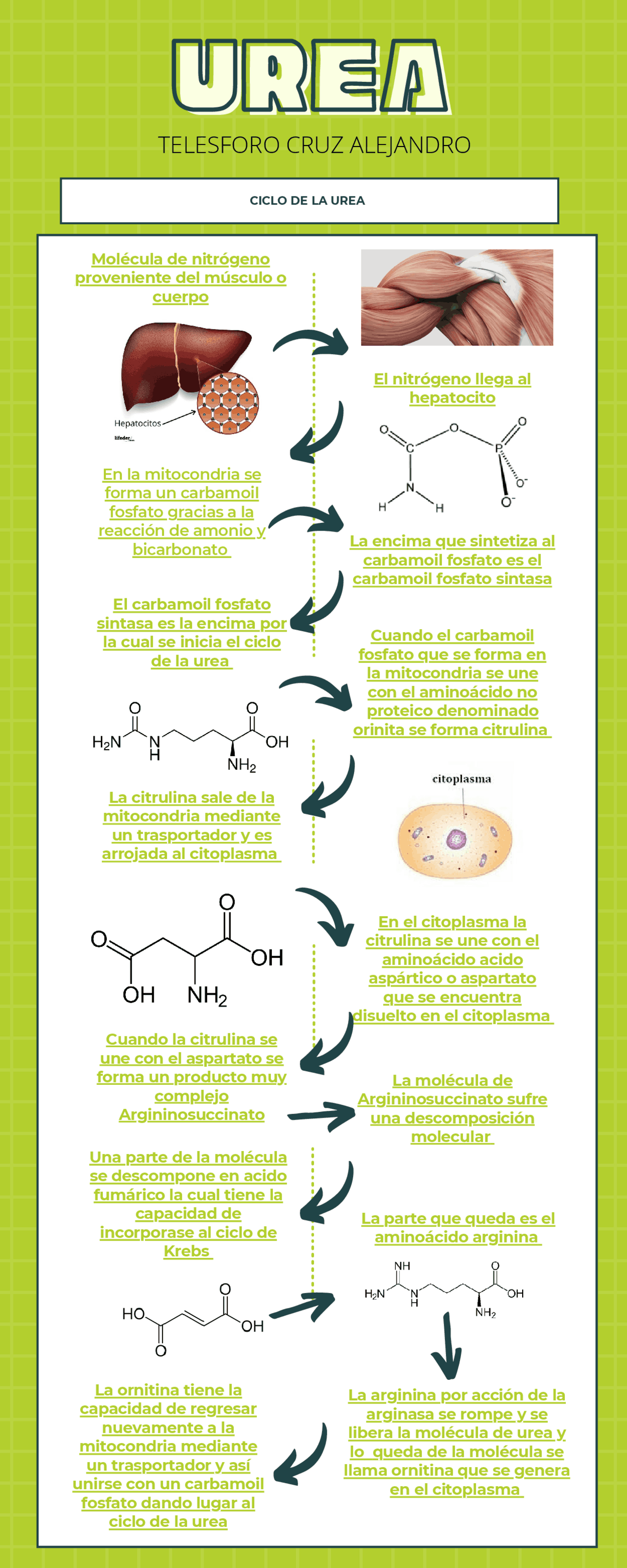 Infografías del ciclo de urea | Apuntes de Biología | Docsity