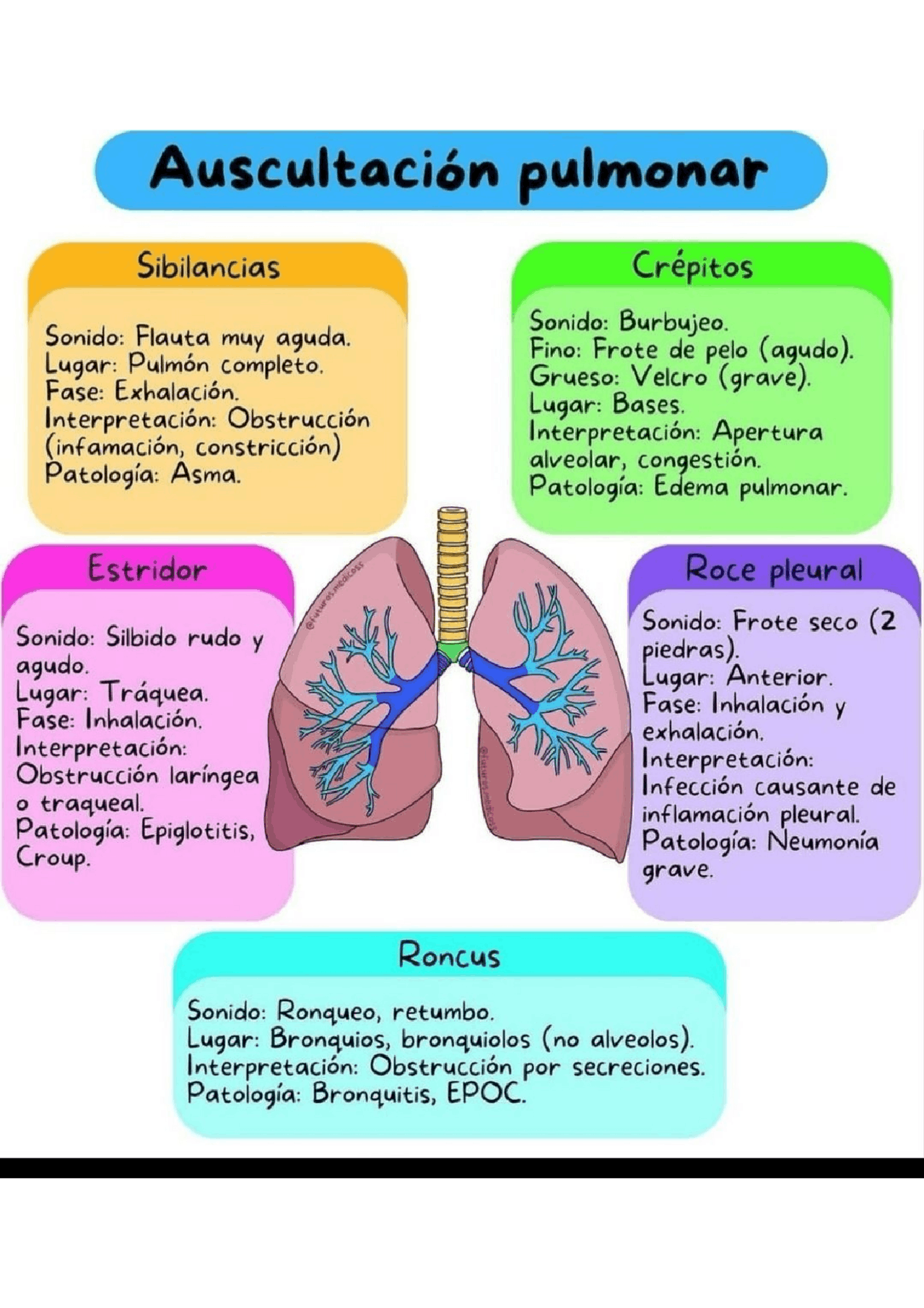 Sonidos pulmonares y sus características | Apuntes de Enfermedades ...