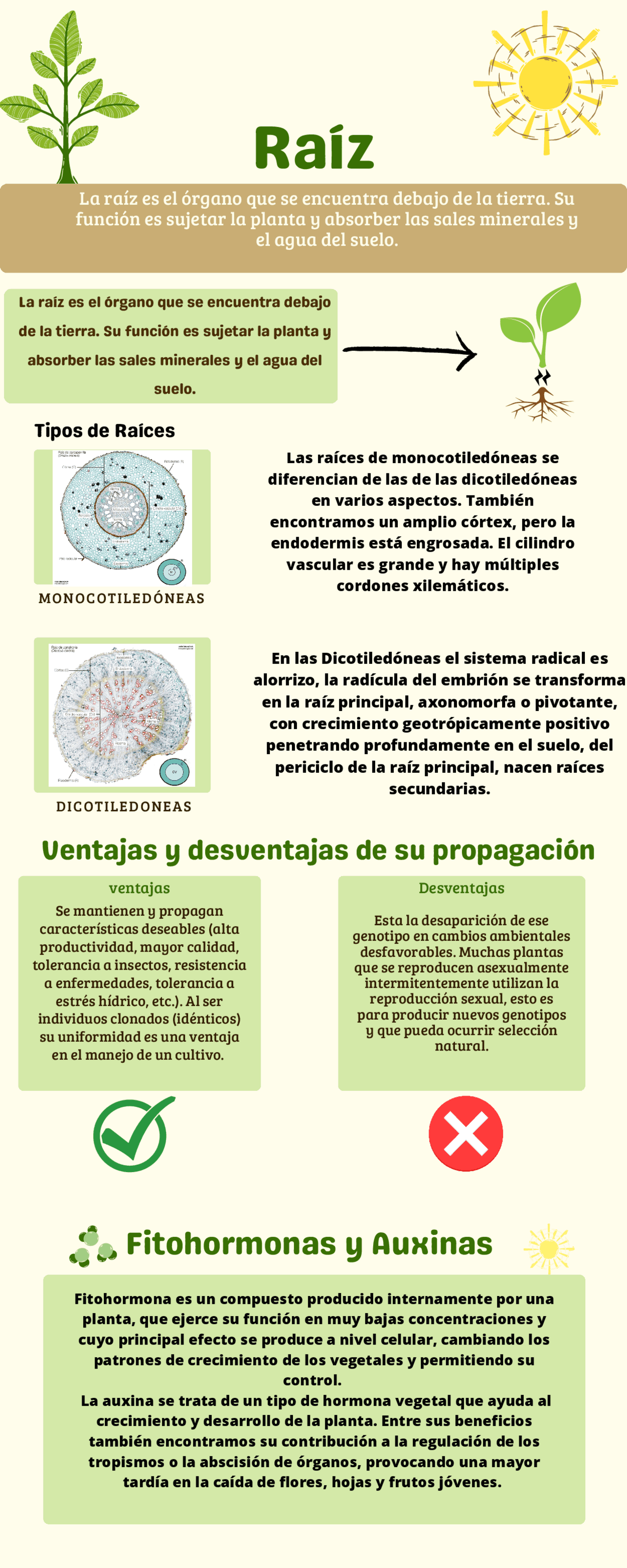 Infografia de la raiz | Esquemas y mapas conceptuales de Botánica y ...