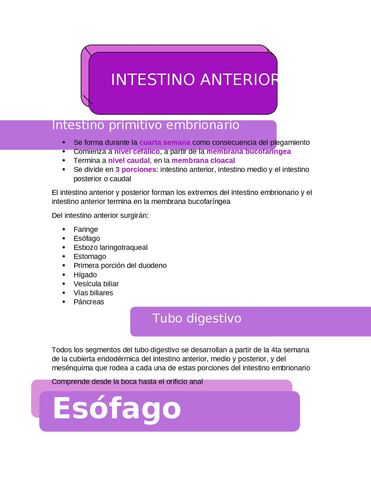 Desarrollo Embriológico del Tubo Digestivo: Intestino Anterior y ...