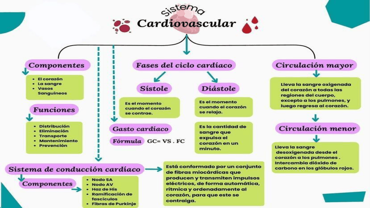 Fisiología del corazón | Esquemas y mapas conceptuales de Cardiología ...