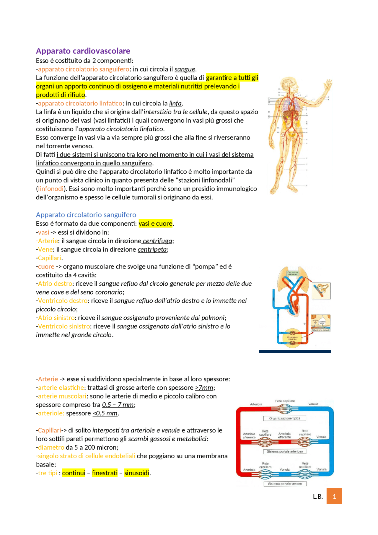Anatomia Scienze motorie - Apparato cardiovascolare | Sbobinature di Anatomia | Docsity