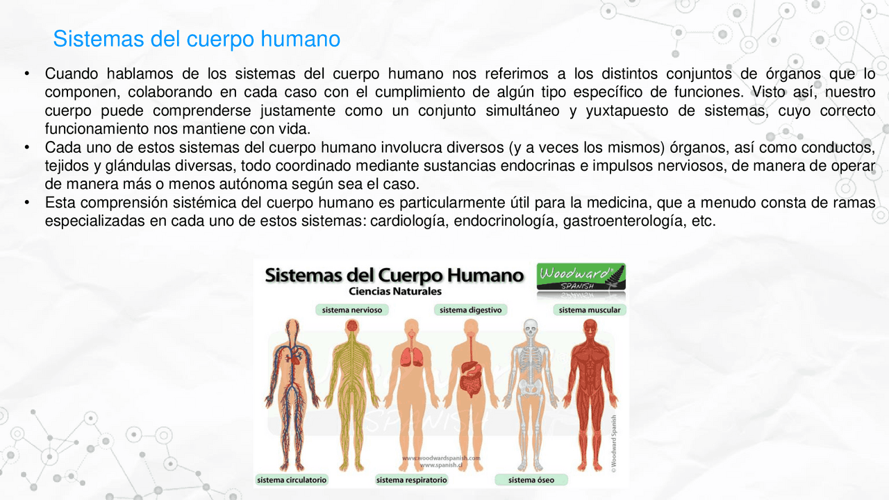 Sistemas del cuerpo humano | Apuntes de Biología | Docsity