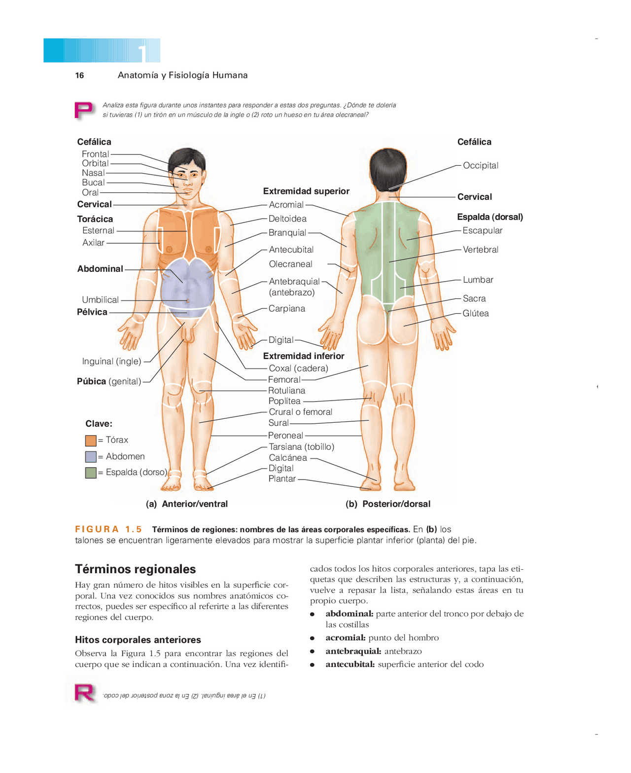 Posiciones anatomícas | Guías, Proyectos, Investigaciones de Anatomía | Docsity