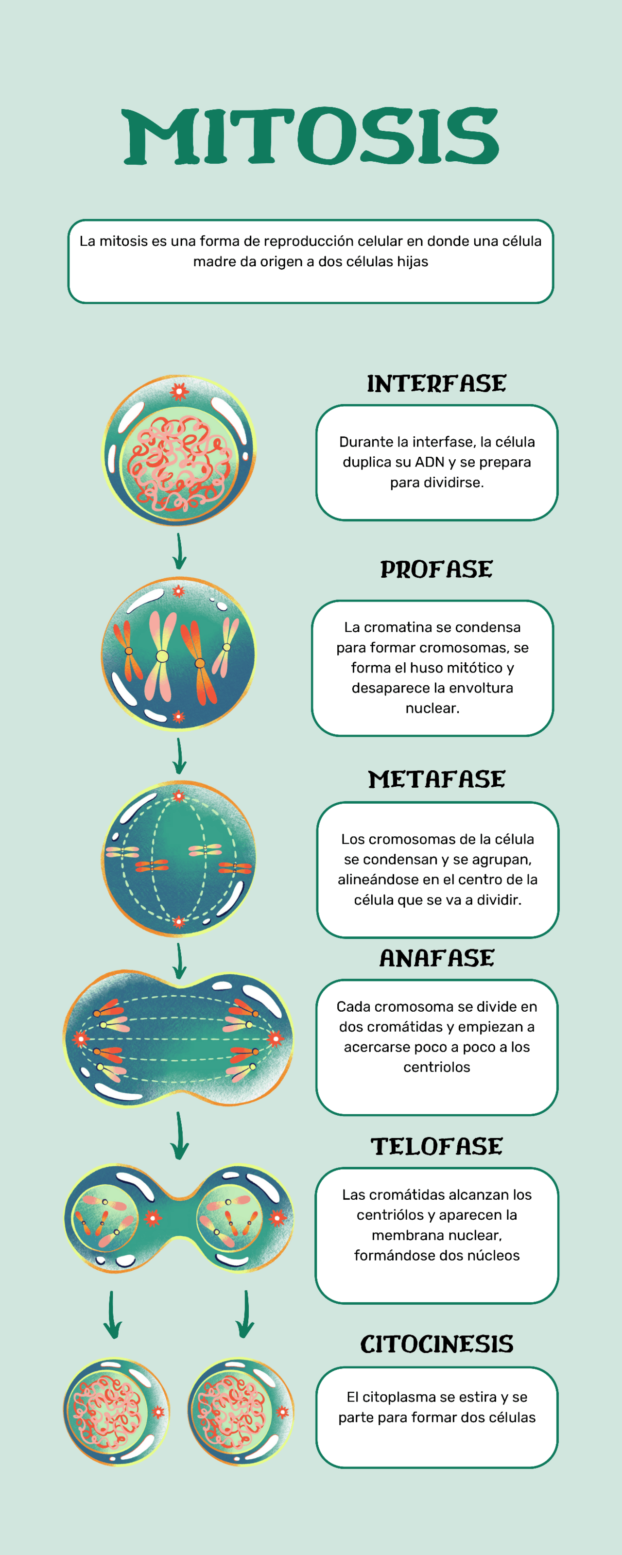 Esquema de Mitosis y sus fases | Esquemas y mapas conceptuales de Biología | Docsity