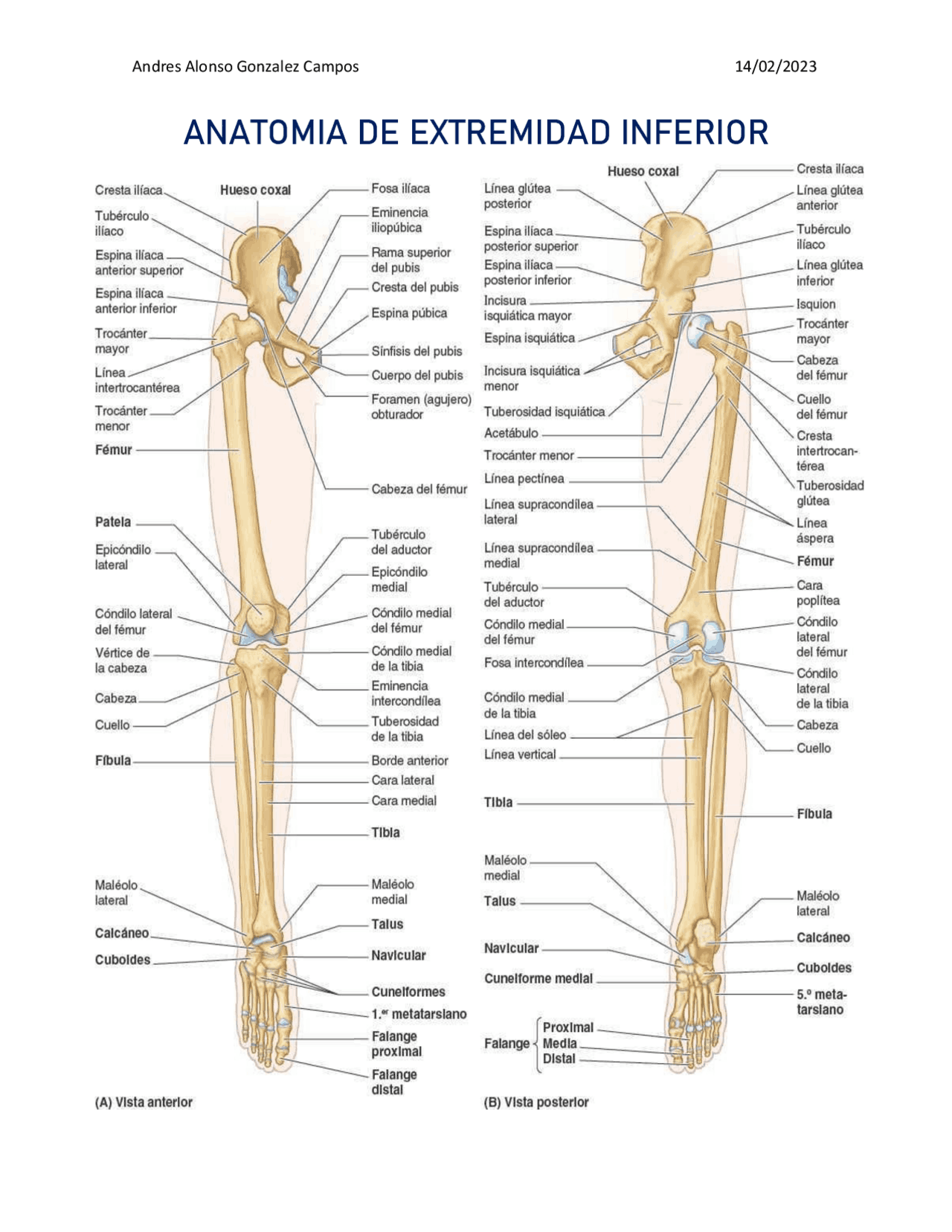 Anatomía de la Extremidad Inferior: Huesos, Articulaciones y Ligamentos ...