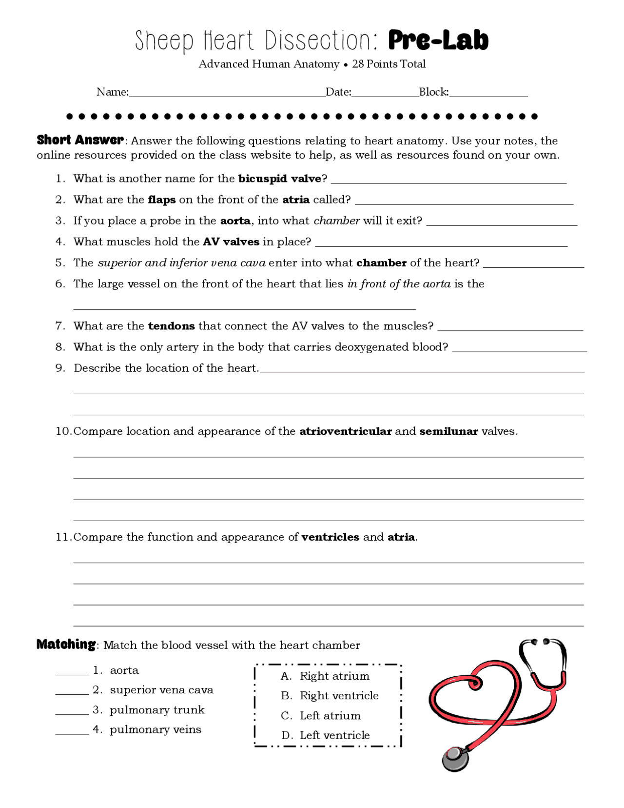 Sheep Heart Dissection Worksheet