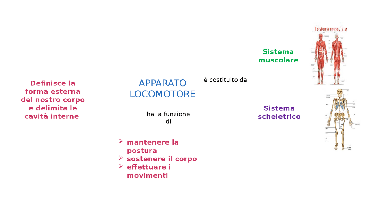 Anatomia dell'Apparato Locomotore | Schemi e mappe concettuali di ...