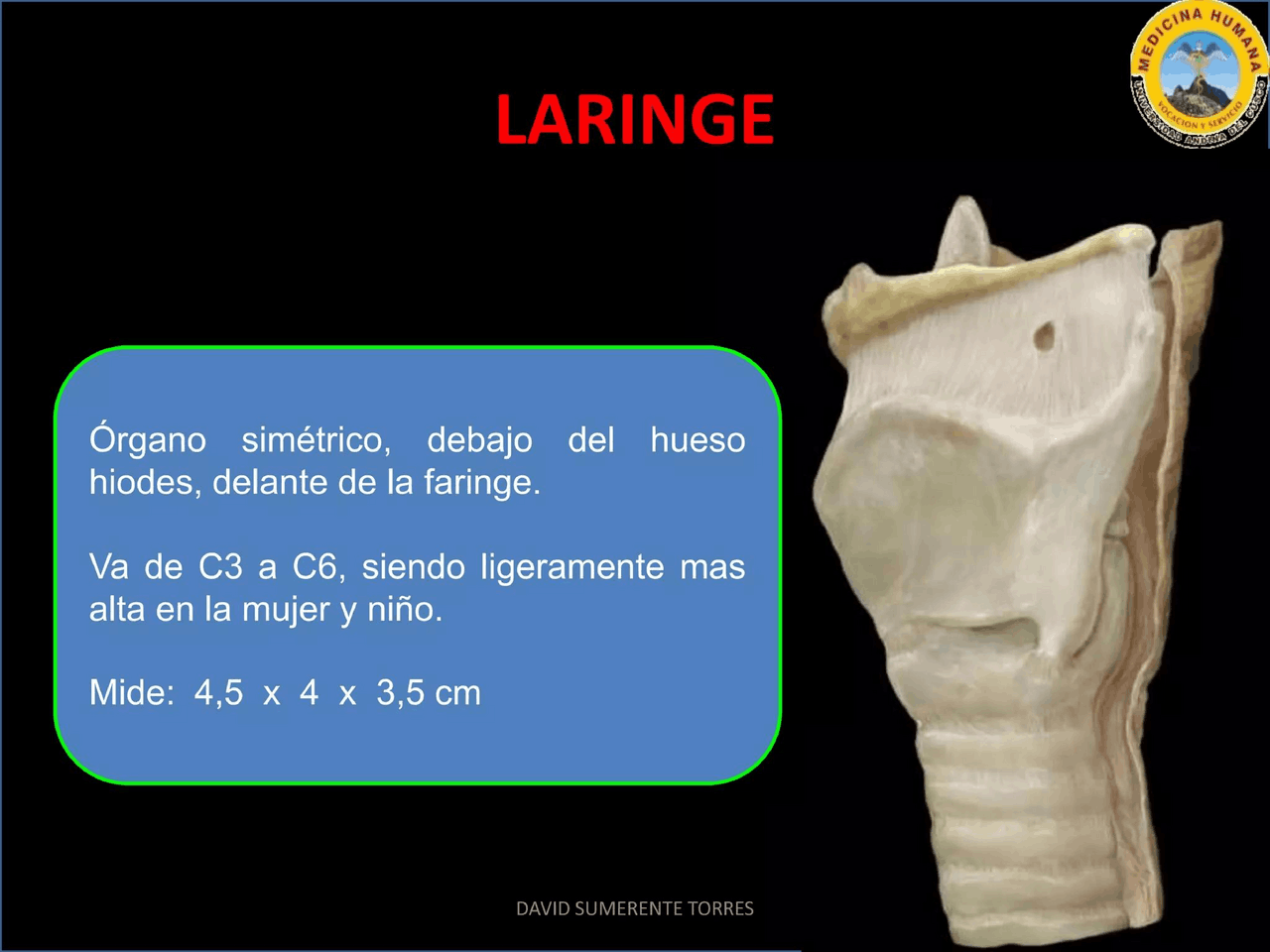 ANATOMIA DE LA LARINGE | Diapositivas de Anatomía | Docsity