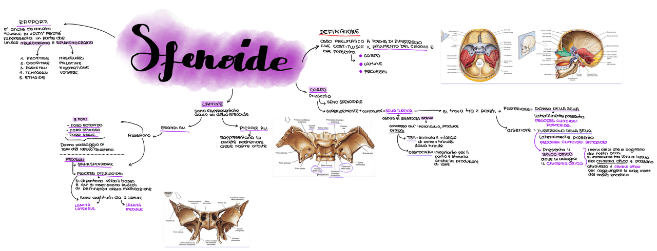 Anatomia dell'osso sfenoide | Schemi e mappe concettuali di Anatomia ...