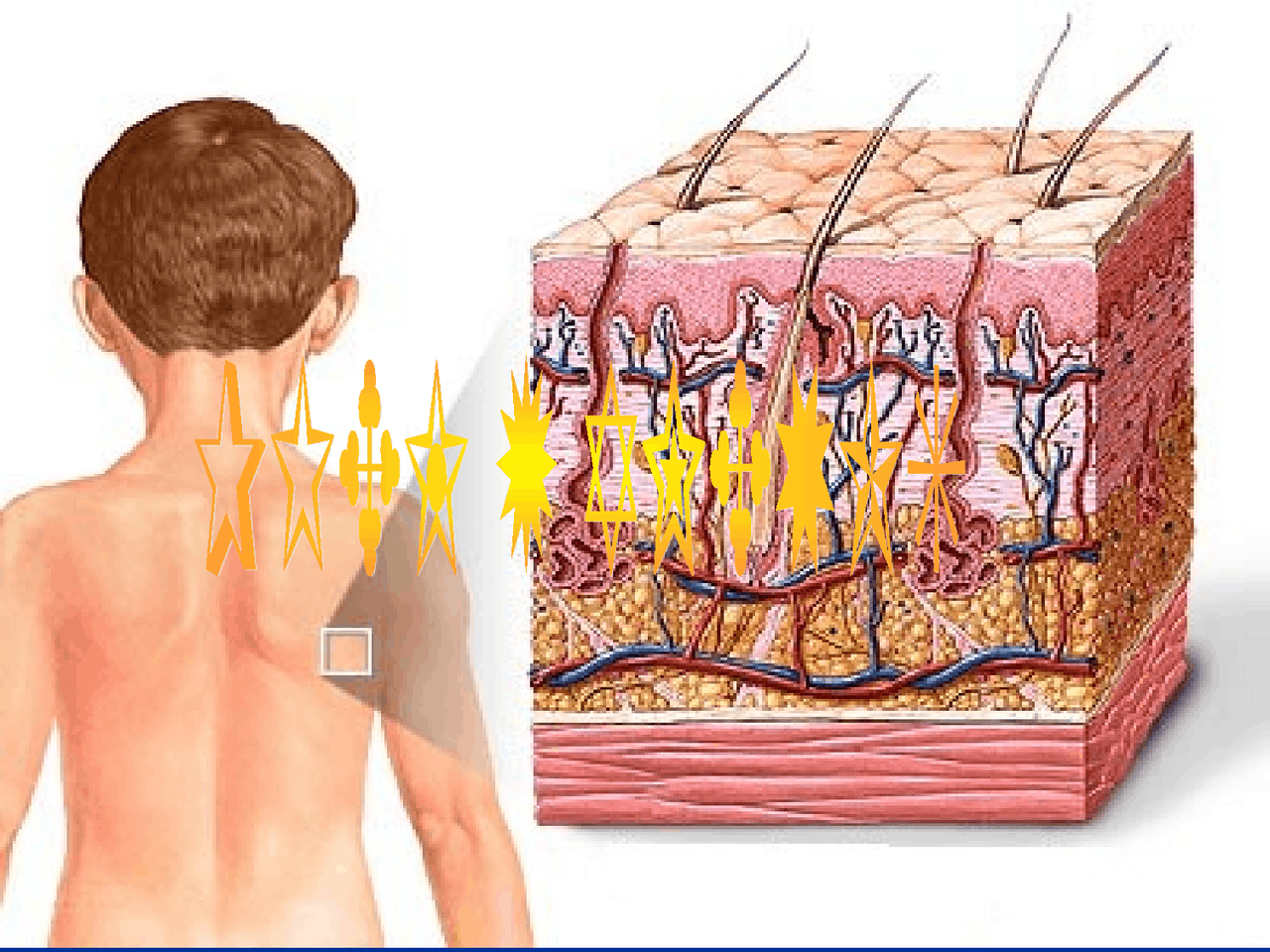 piel y anexos del cuerpo humano | Diapositivas de Histología | Docsity