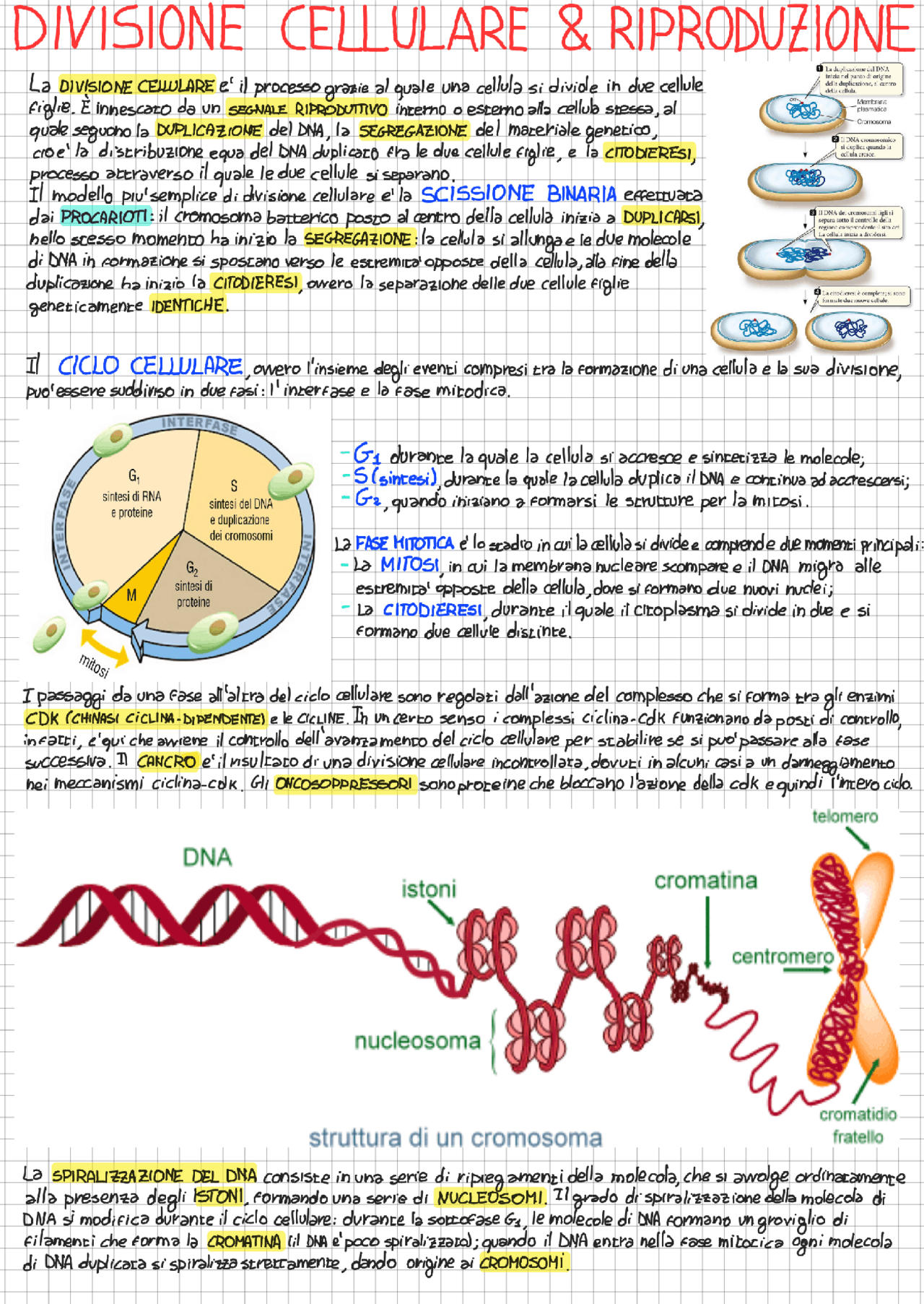 Riassunto divisione cellulare | Schemi e mappe concettuali di Biologia | Docsity
