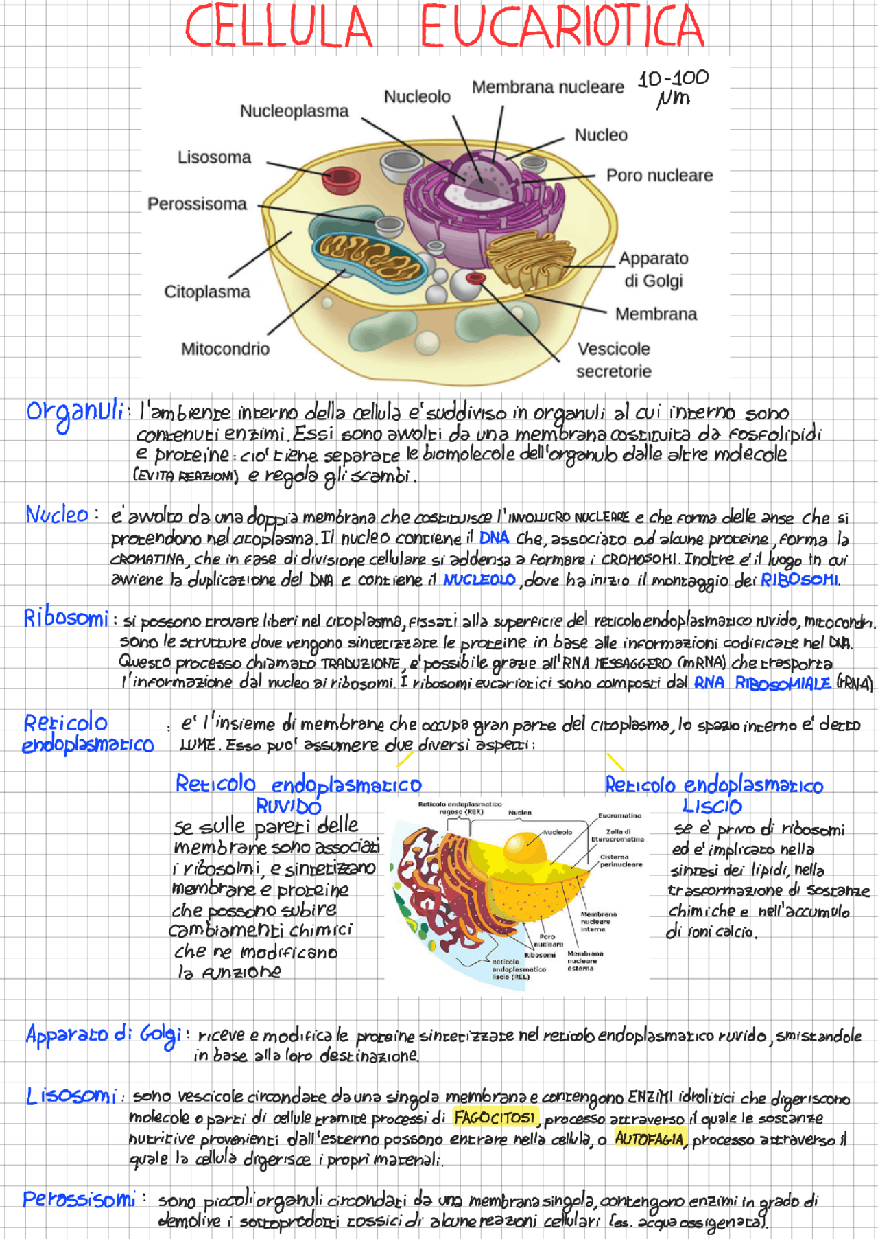 Cellula procariotica ed eucariotica | Schemi e mappe concettuali di Biologia | Docsity