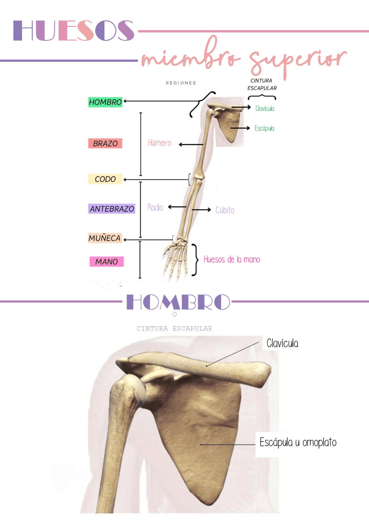 Anatomía Del Cúbito Vasos Y Nervios Del Antebrazo: Vídeo