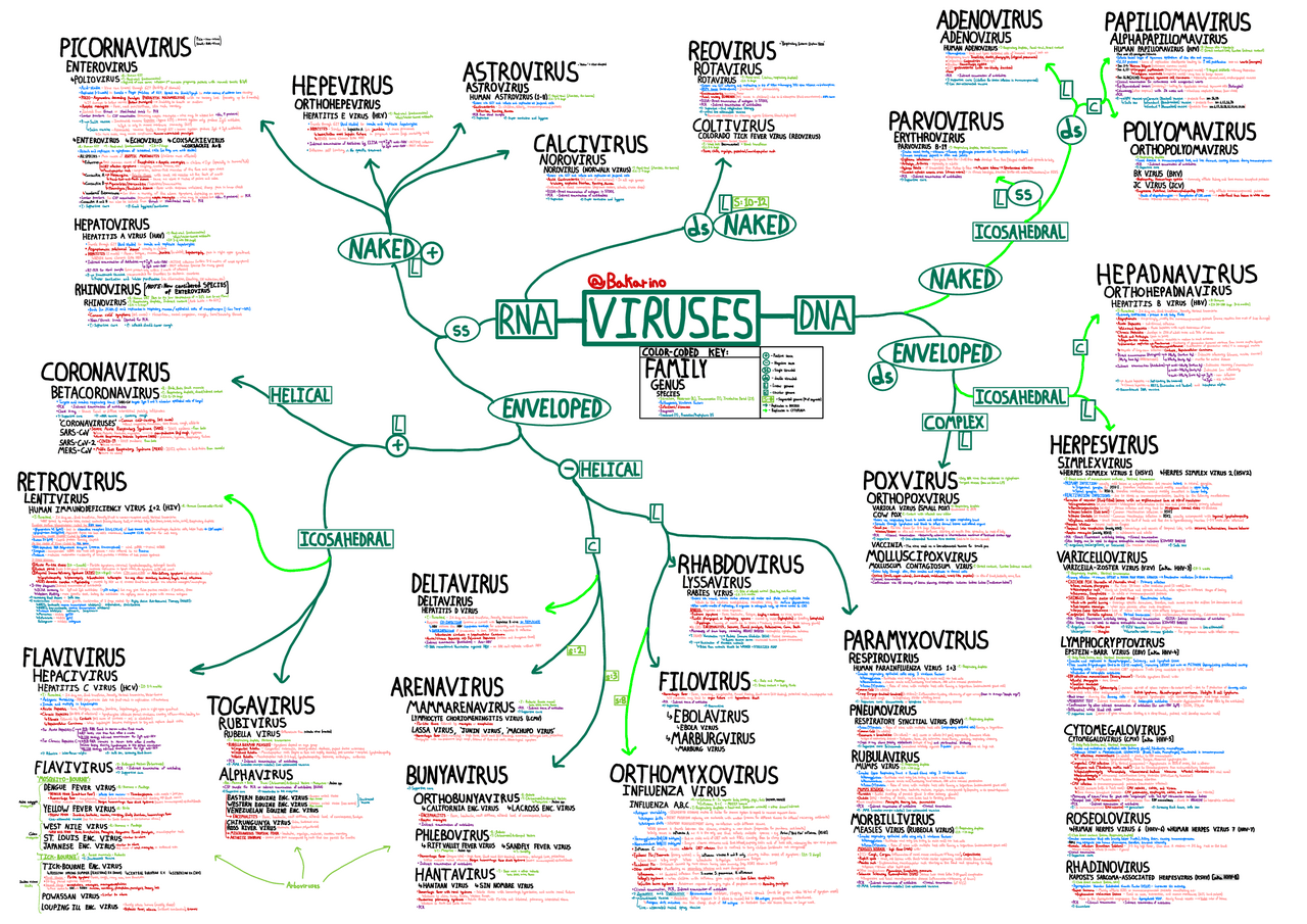 Mindmap Summary of ALL VIRUSES in ONE 'PAGE' | Schemes and Mind Maps ...