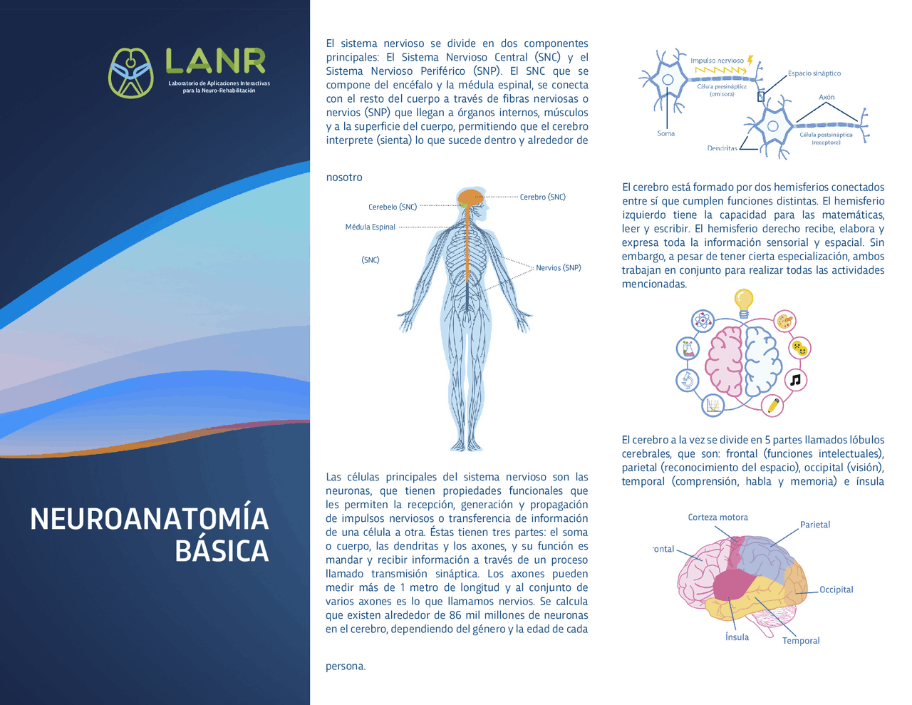 Neuroanatomía básica: Explorando el sistema nervioso | Esquemas y mapas ...